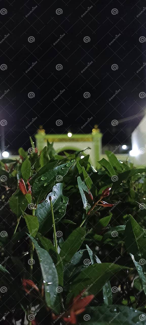 Raindrops on Plants at Night Stock Image - Image of rain, night: 328727791
