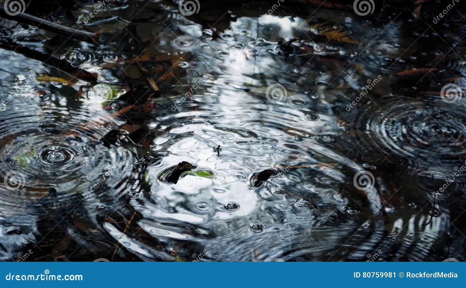 Raindrops on Pool in the Forest Closeup Stock Video - Video of autumn ...