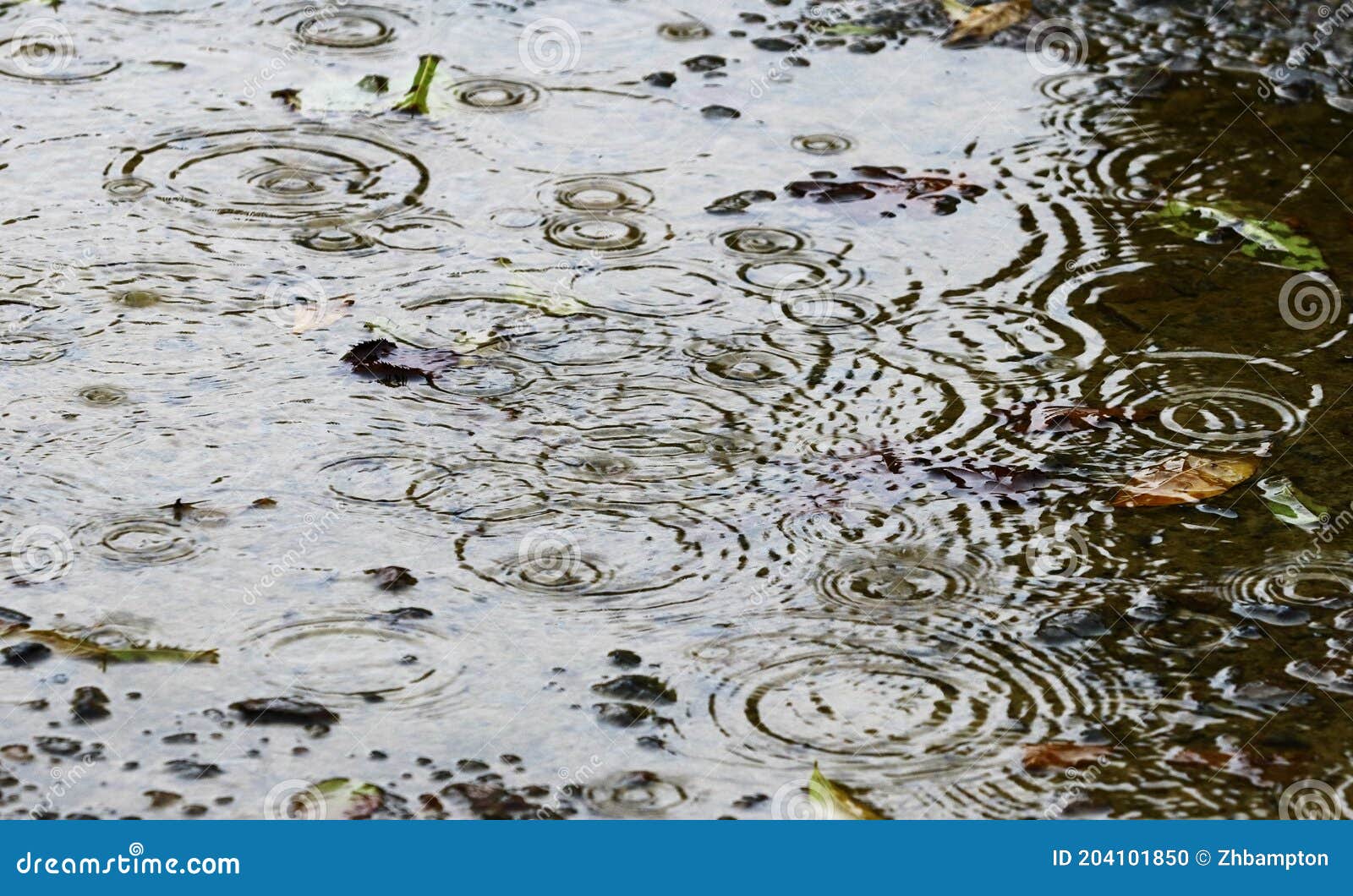 Raindrops in a puddle stock photo. Image of fall, grey - 204101850