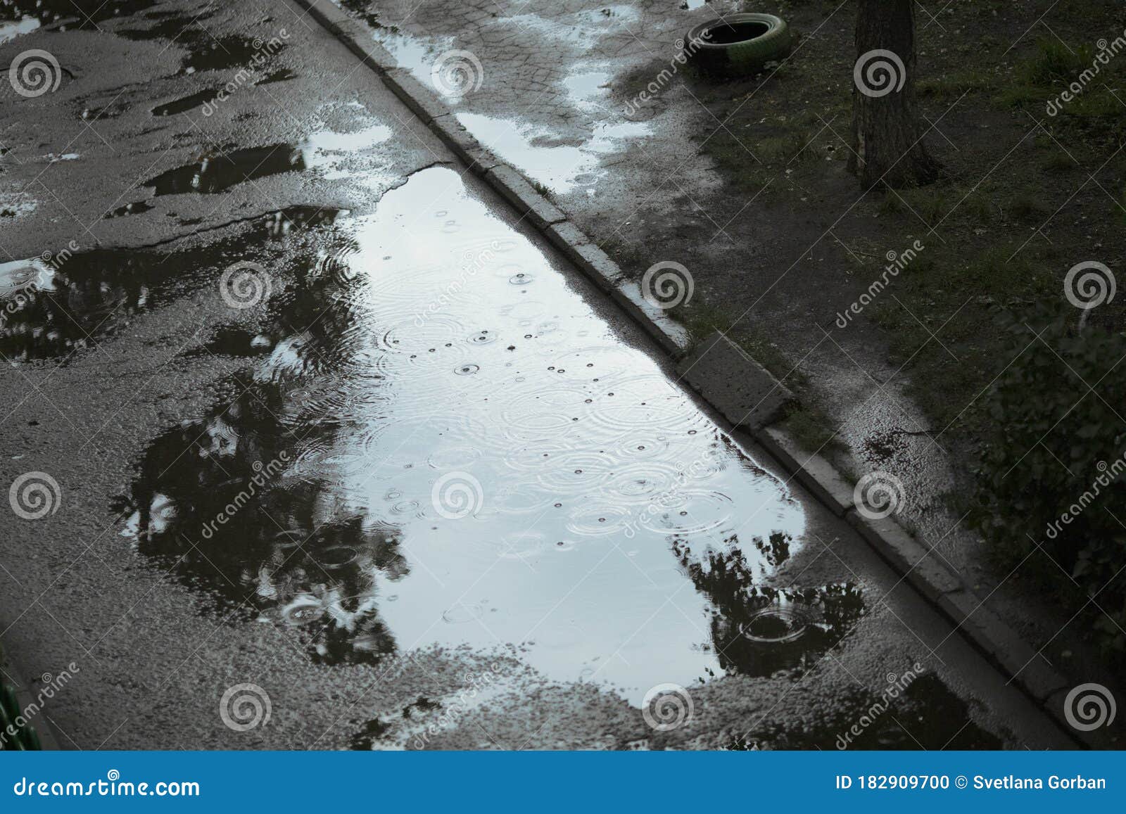 Raindrops in a puddle. stock photo. Image of falling - 182909700