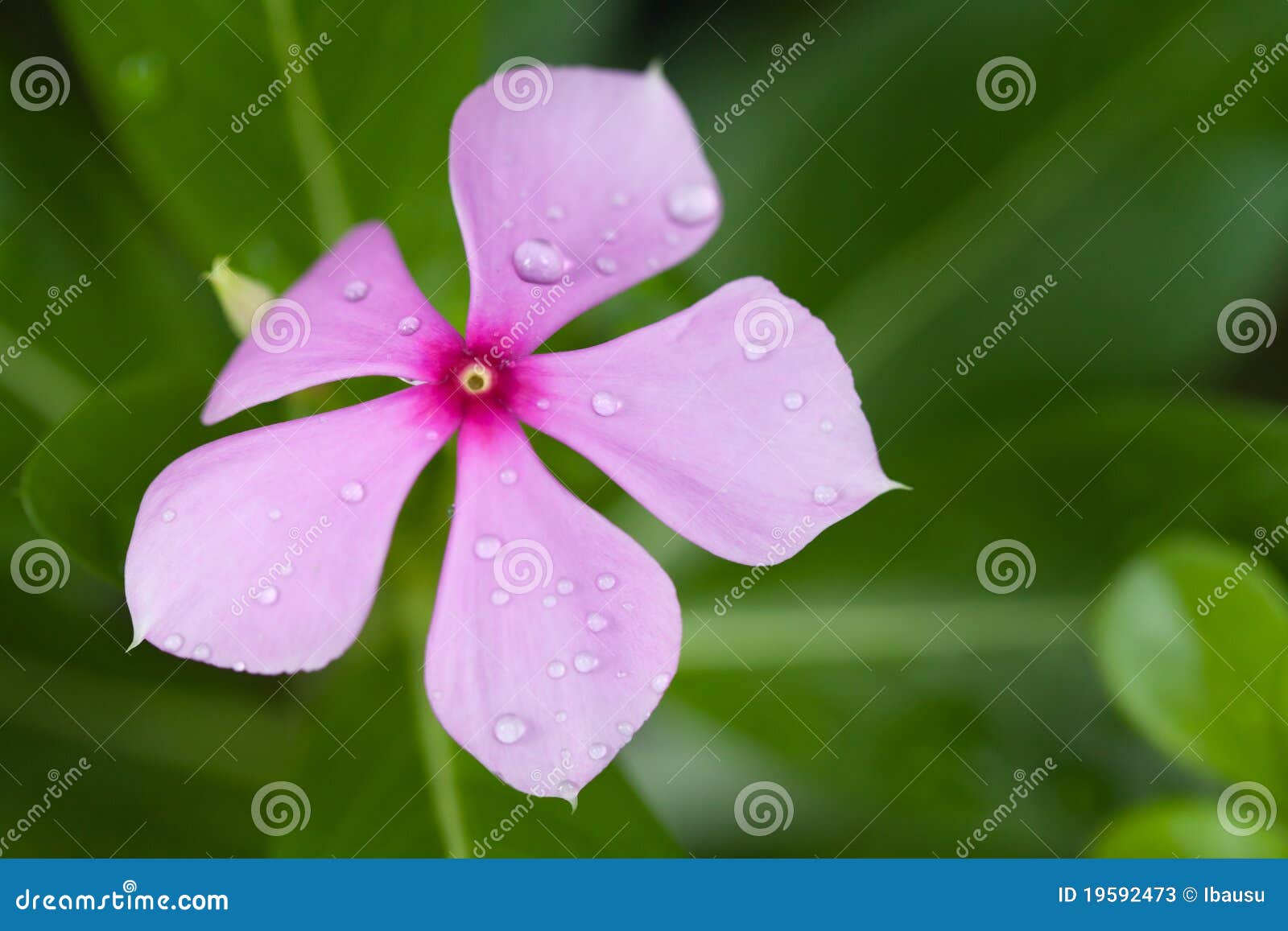 Raindrops on Purple Flower stock image. Image of garden - 19592473