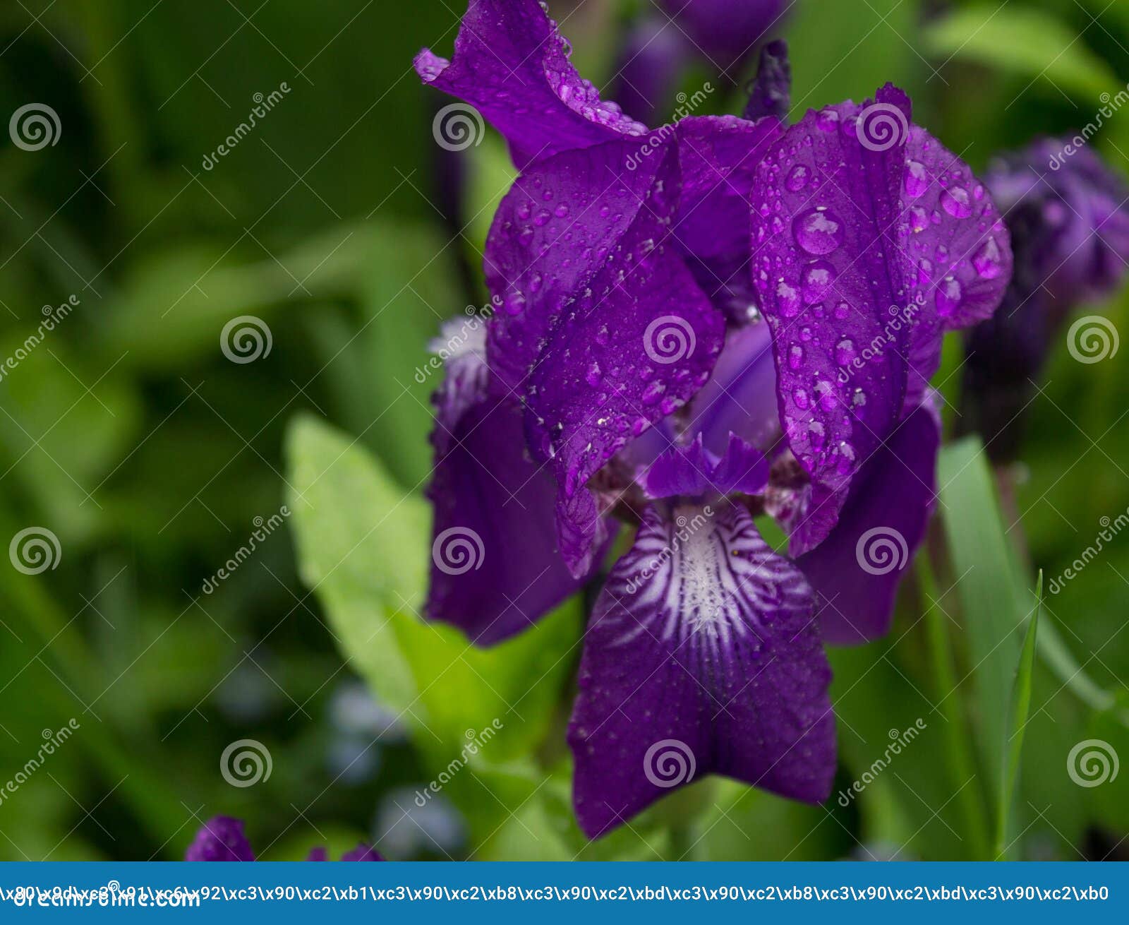 Raindrops on a Purple Flower Stock Photo - Image of iris, plant: 97833518
