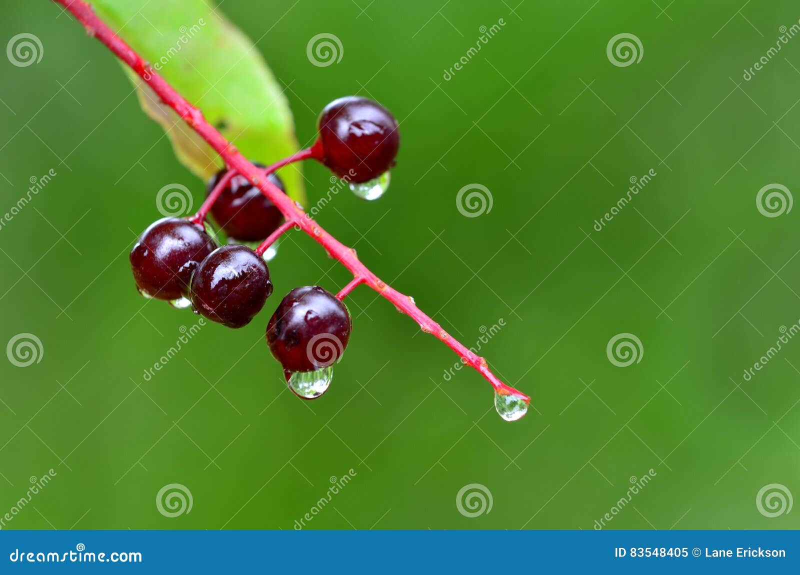 Raindrops and Rain on Plants Berry Stock Image - Image of bush, fruit ...