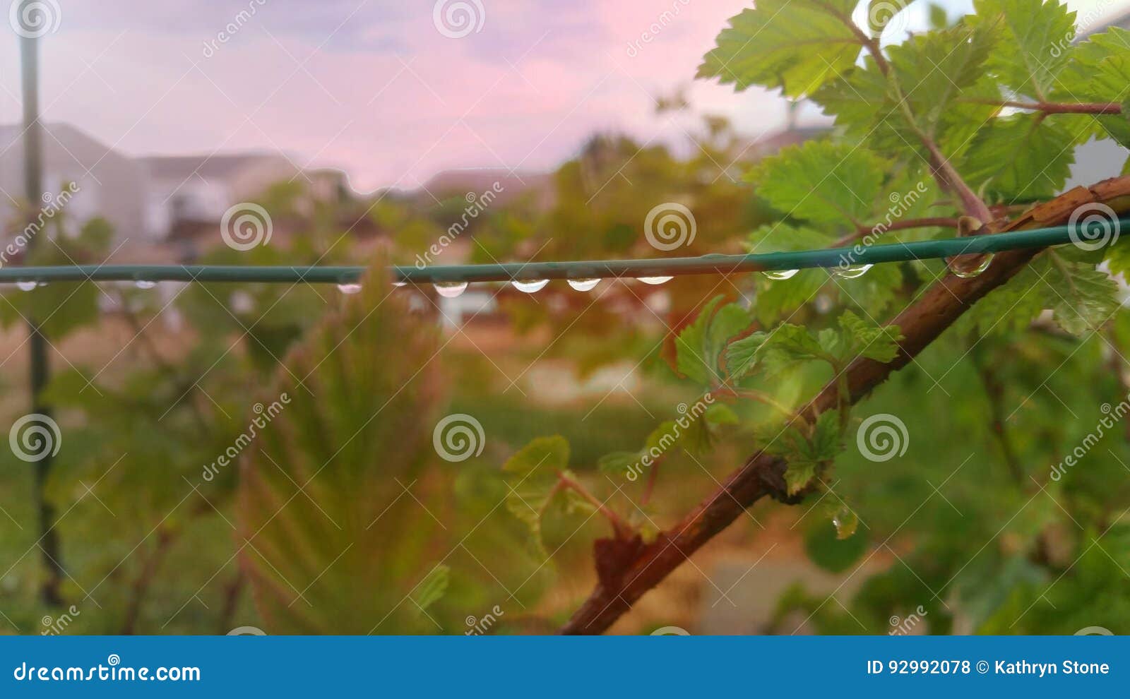 Raindrops on the Raspberries Stock Photo - Image of nature, rain: 92992078