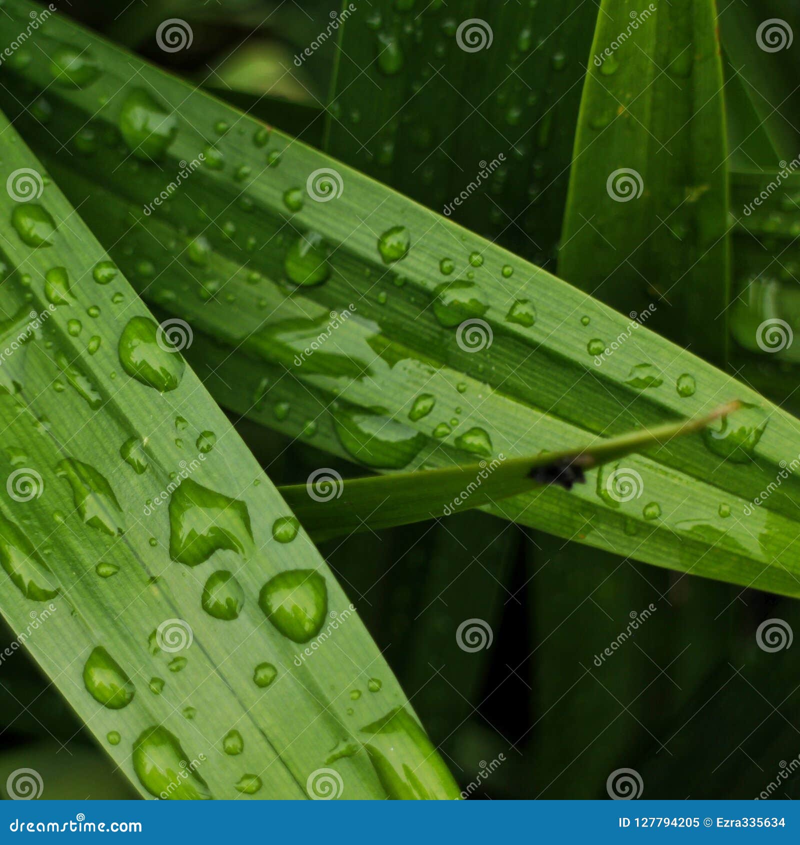 Raindrops on Refreshing Leaves Stock Image - Image of leaves ...