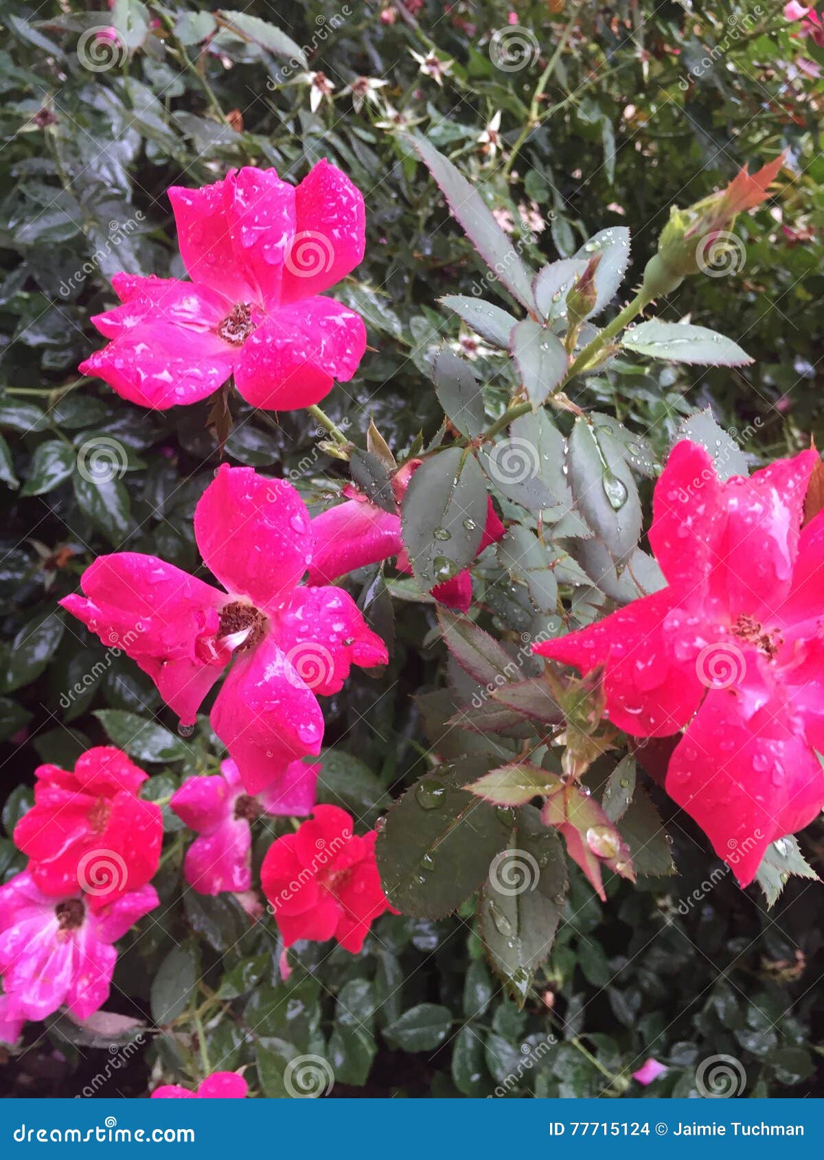 Raindrops on roses stock photo. Image of environment - 77715124