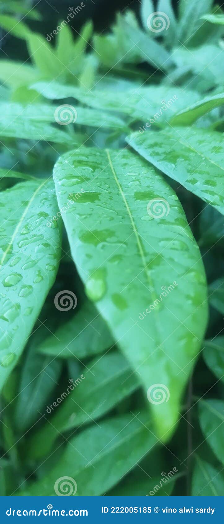 Raindrops on Small Leaves in the Morning Gardenï¿¼ Stock Image - Image ...