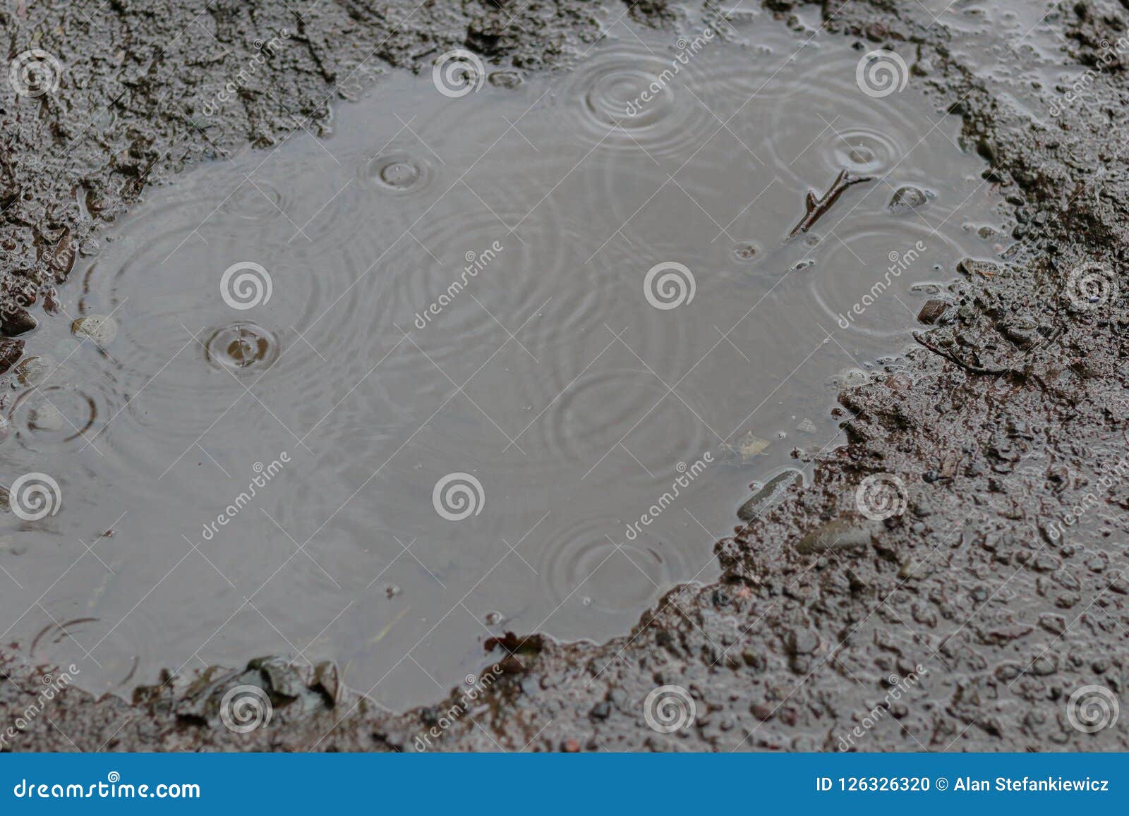 Raindrops in the puddle stock photo. Image of ducks - 126326320