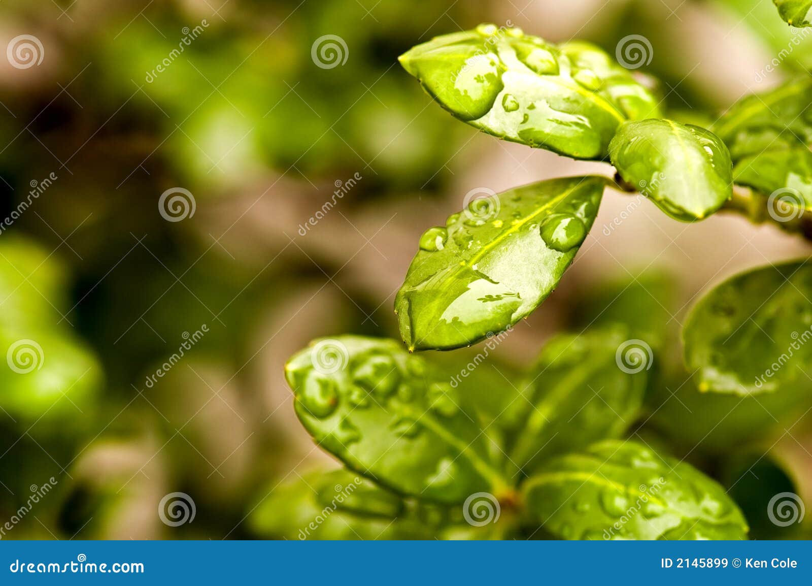 Raindrops on Spring Leaves stock image. Image of leaf - 2145899