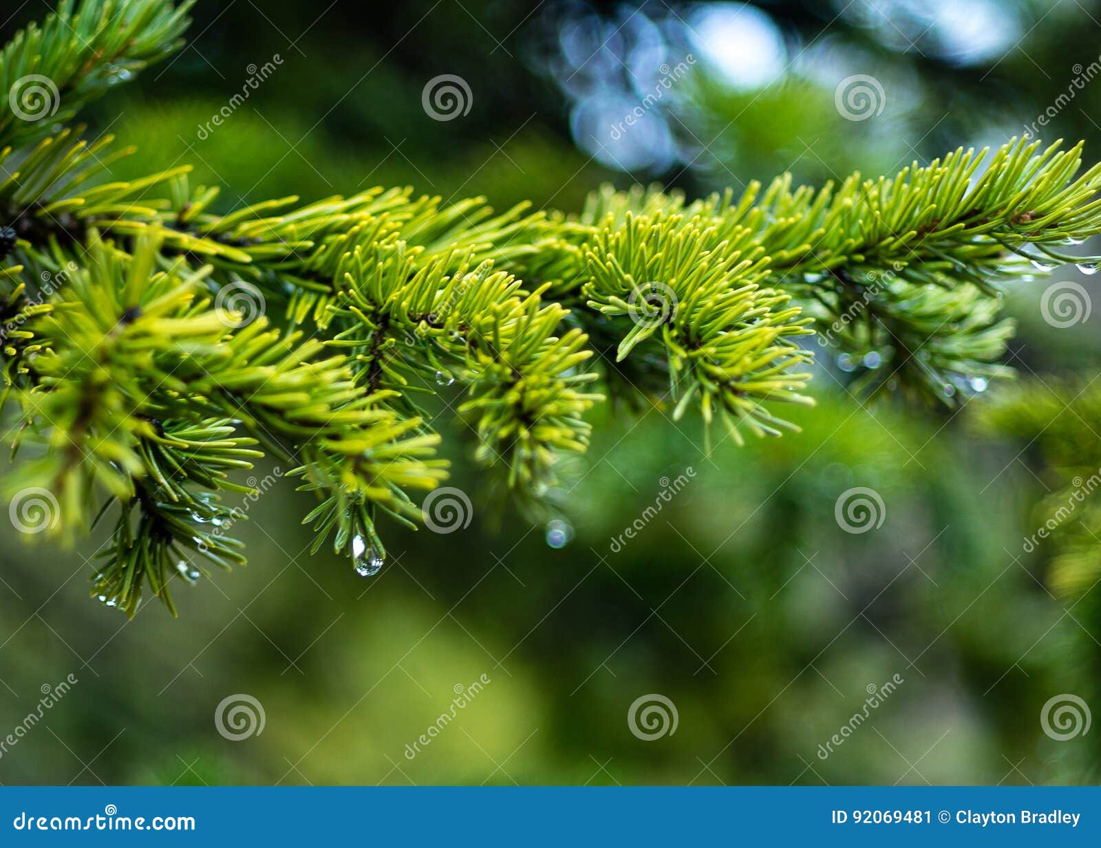 Raindrops on a tree branch stock image. Image of raindrops - 92069481