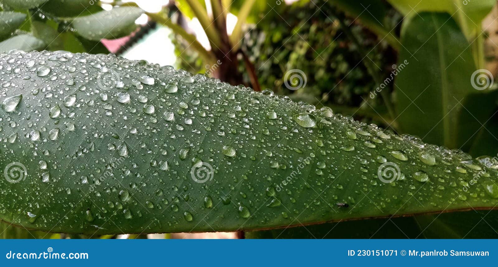 Raindrops on the Tree in the Garden. Stock Image - Image of trees, like ...