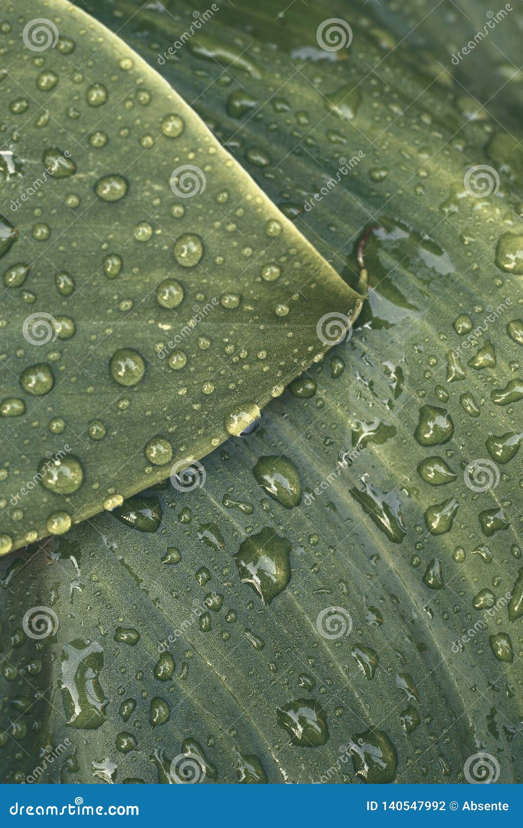Raindrops on Two Large Leaves Stock Photo - Image of macro, bright ...