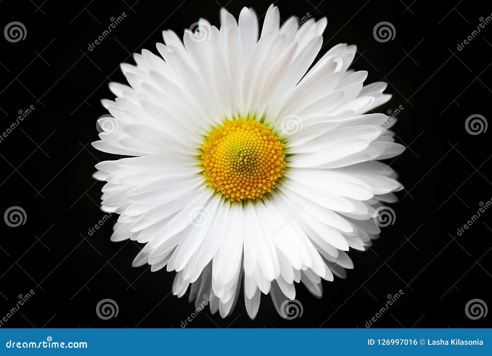16,063 White Daisy Black Background Stock Photos - Free & Royalty-Free ...