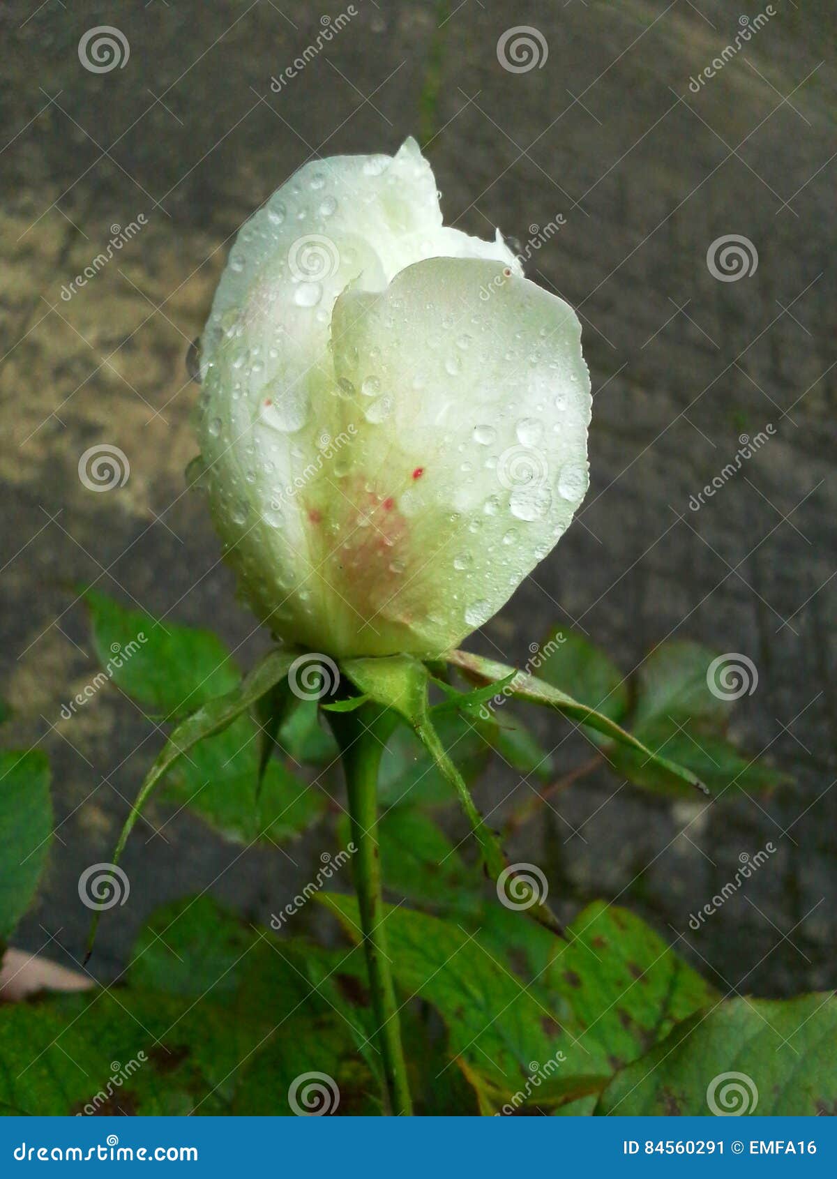 Raindrops on White Rose Bud 2 Stock Image - Image of rose, raindrops ...