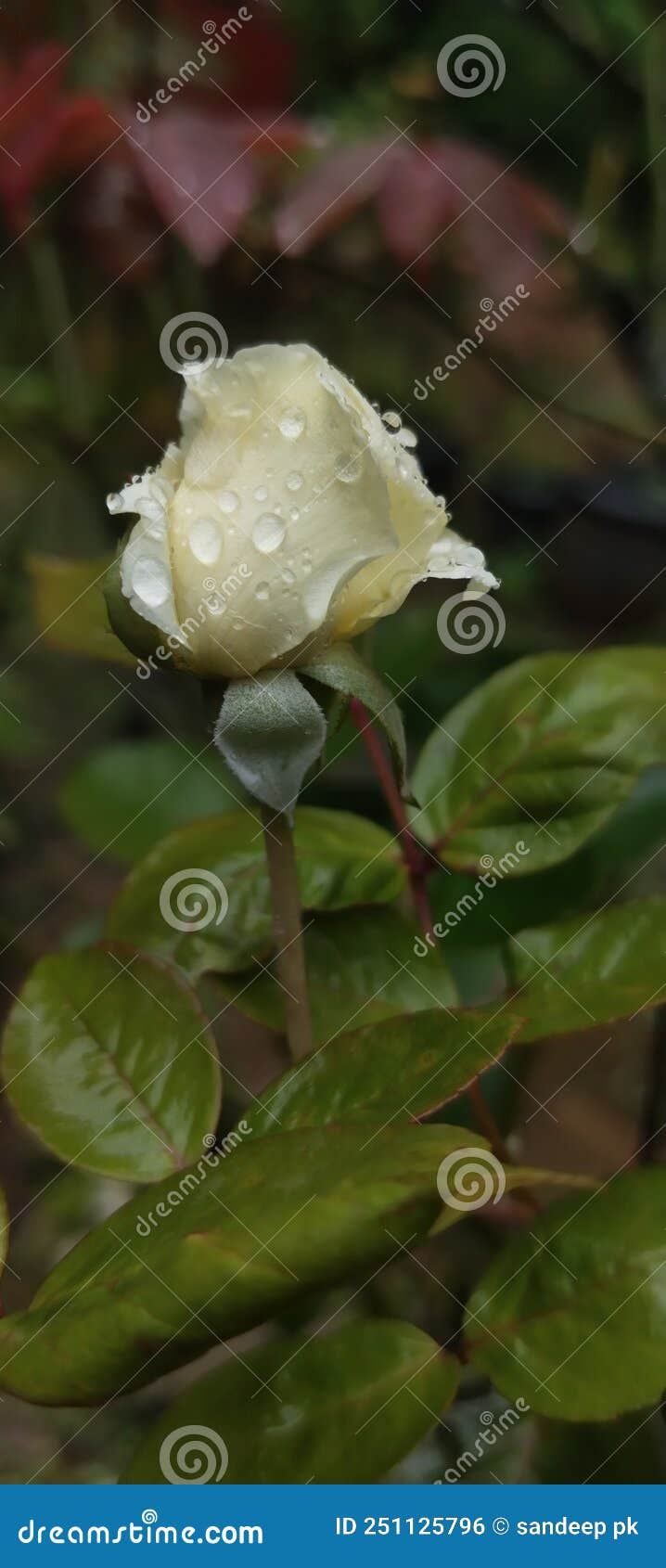 Raindrops on White Rose Flower Stock Photo - Image of white, flowe ...