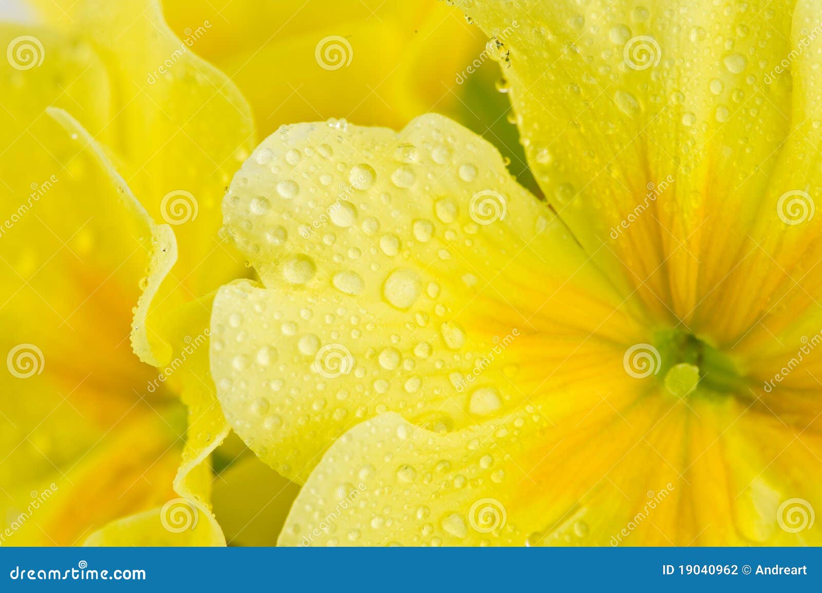Raindrops on yellow flower stock photo. Image of blossoming - 19040962