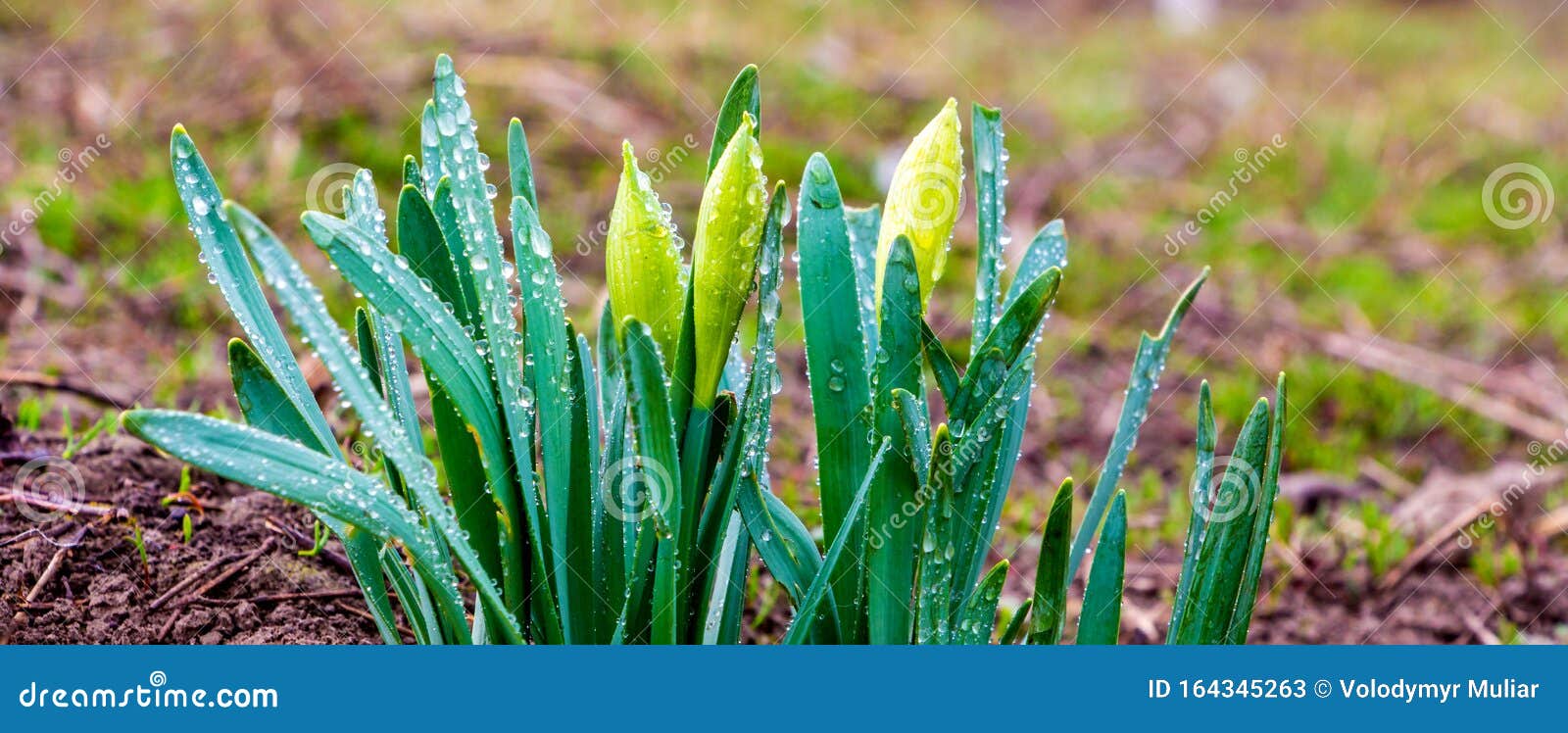 Raindrops on Young Leaves and Buds of Daffodils. the First Spring ...