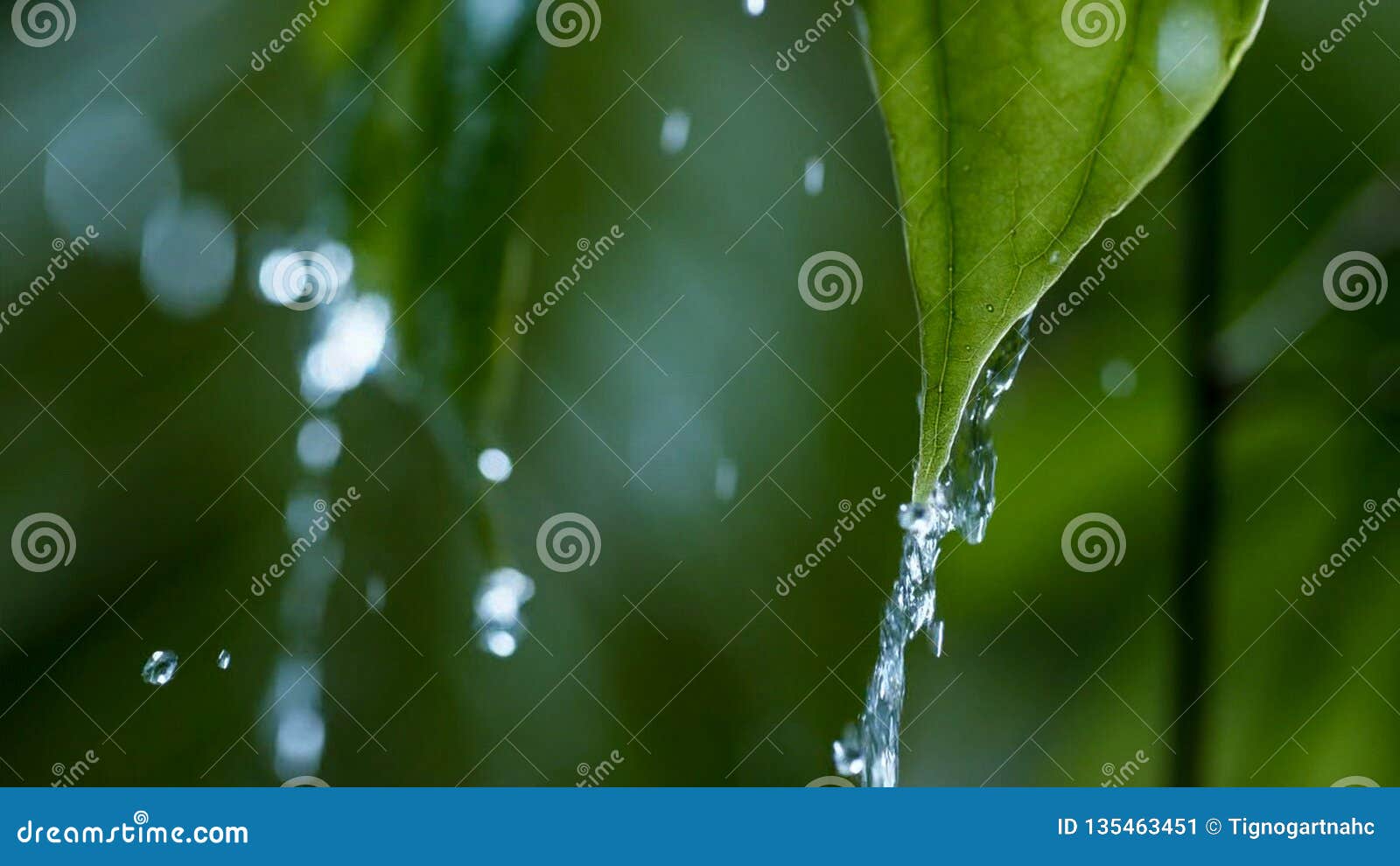 Rainfall Droplet on Green Leaves Stock Image - Image of background ...