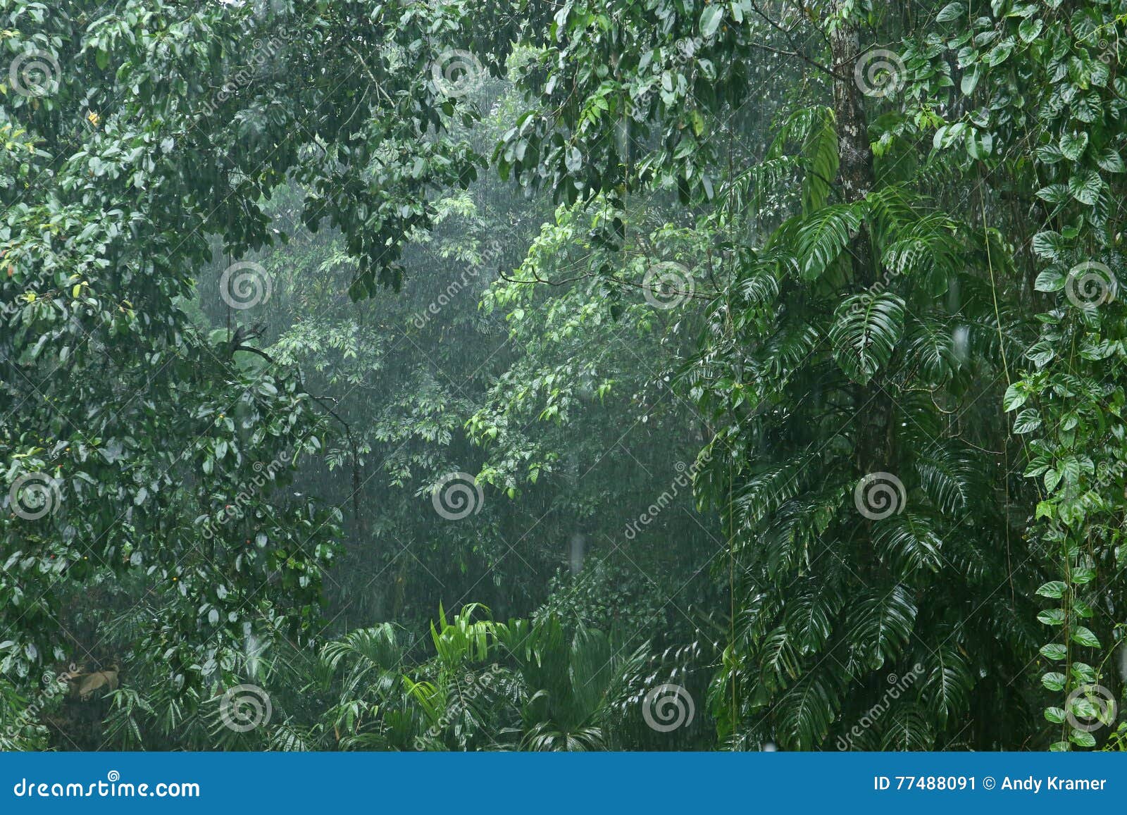 Rainfall in the jungle 2 stock image. Image of greenery - 77488091