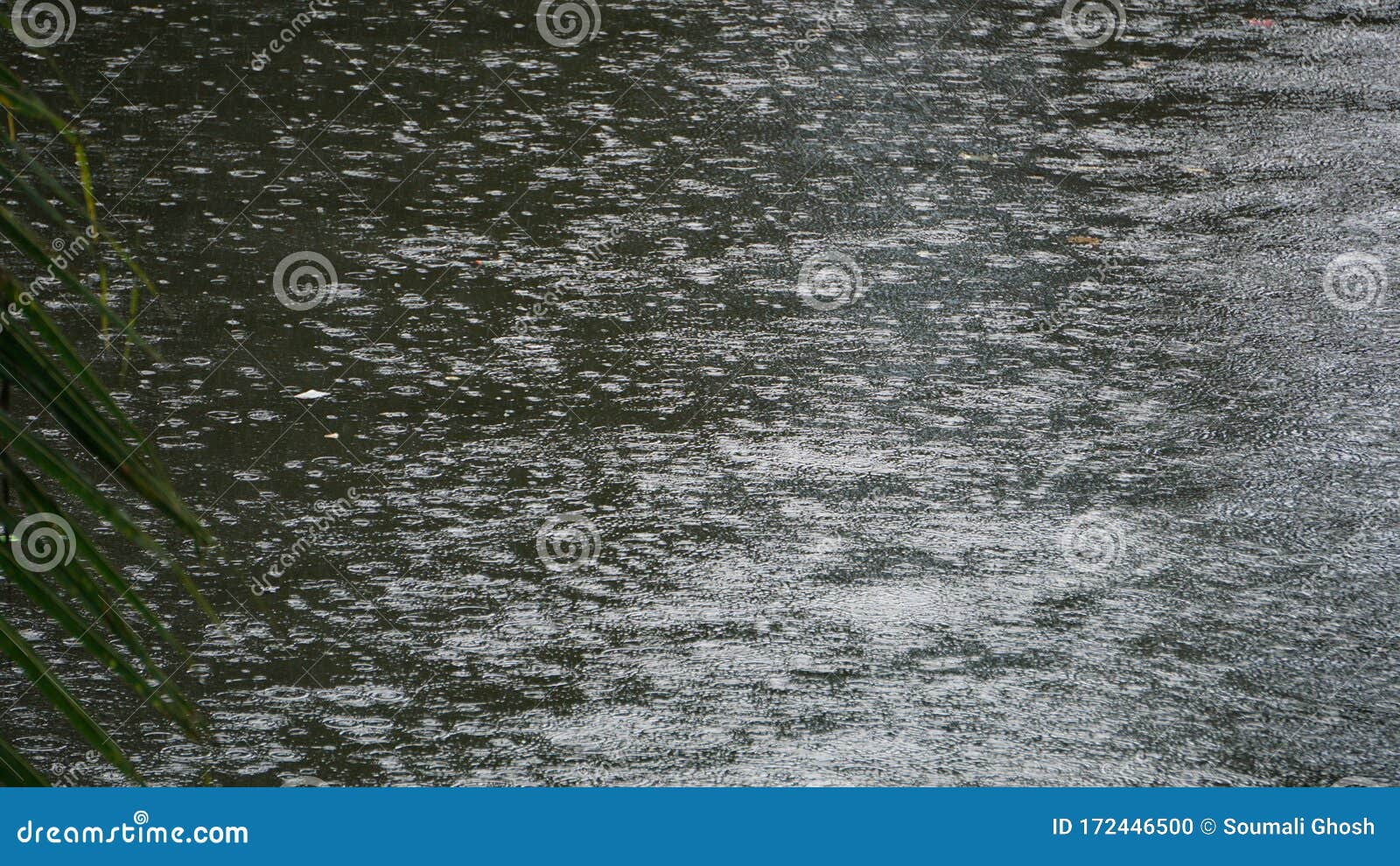 Rainfall in the pond stock photo. Image of tree, rainfall - 172446500