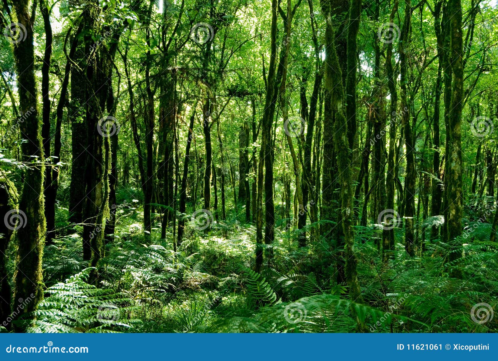 Rainforest stock image. Image of natural, farmland, ecosystem - 11621061