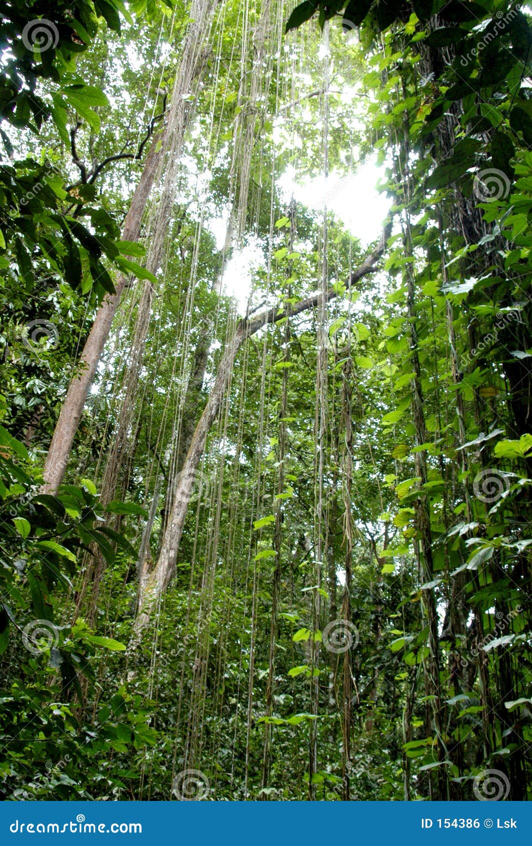 Rainforest stock photo. Image of tree, texture, forest - 154386