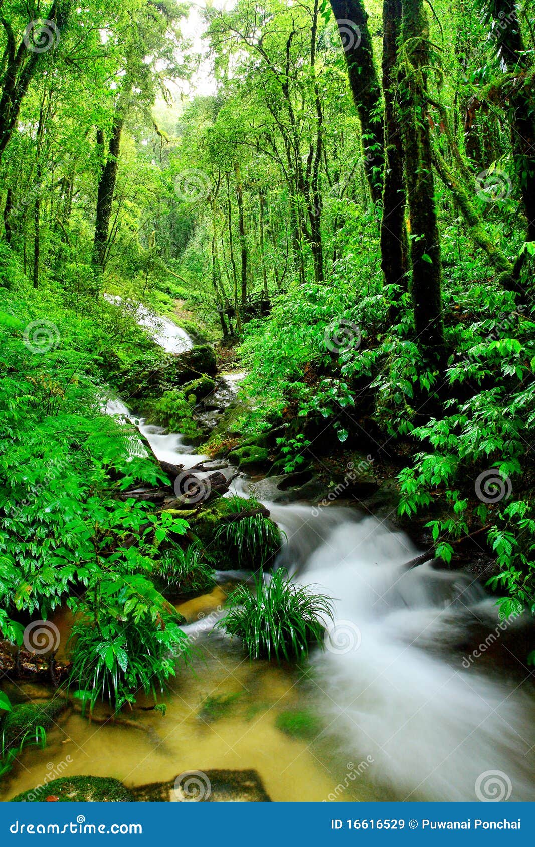 Rainforest stock image. Image of ecology, green, gully - 16616529