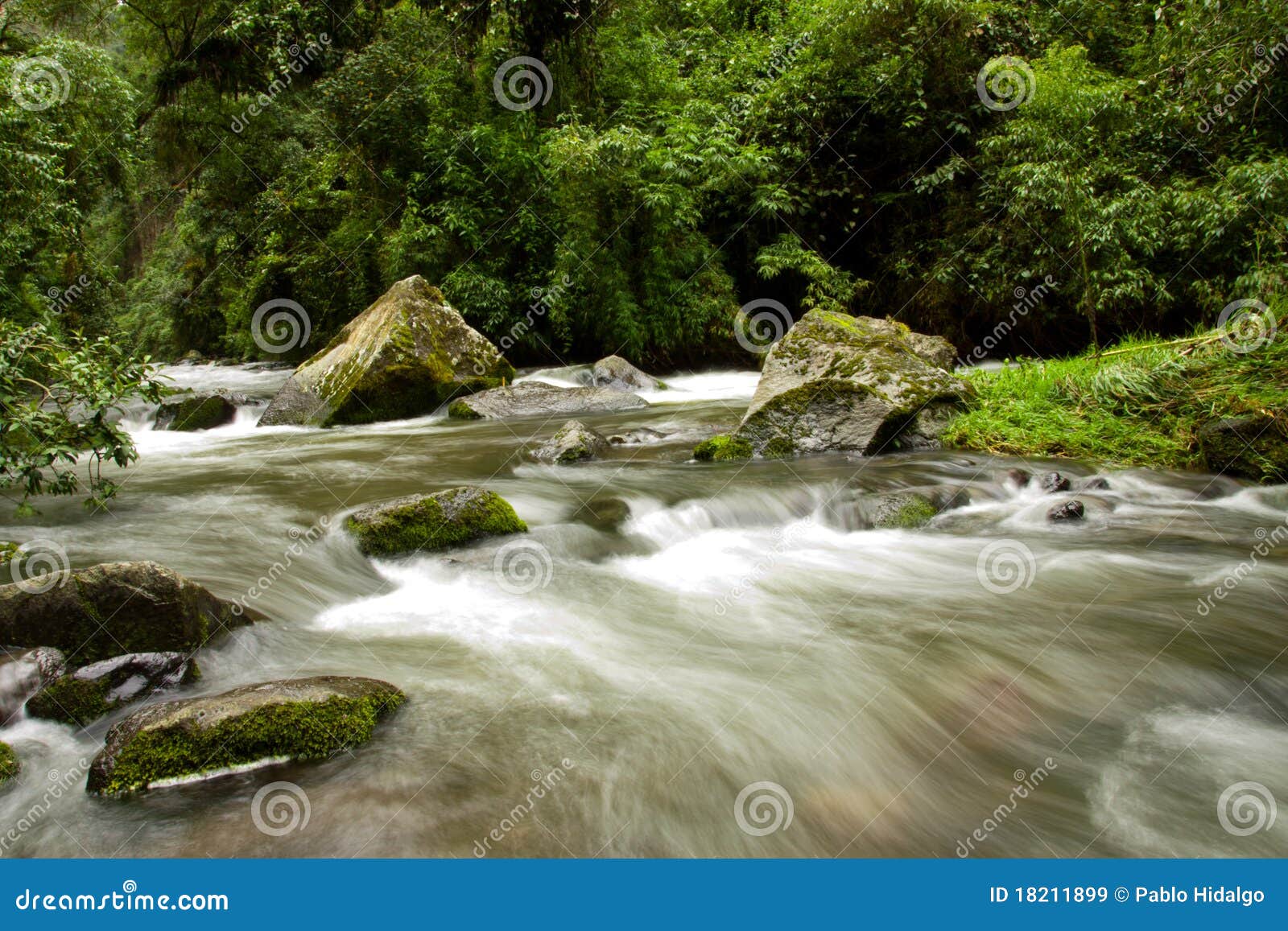 Rainforest stock image. Image of plants, outdoor, rainforest - 18211899