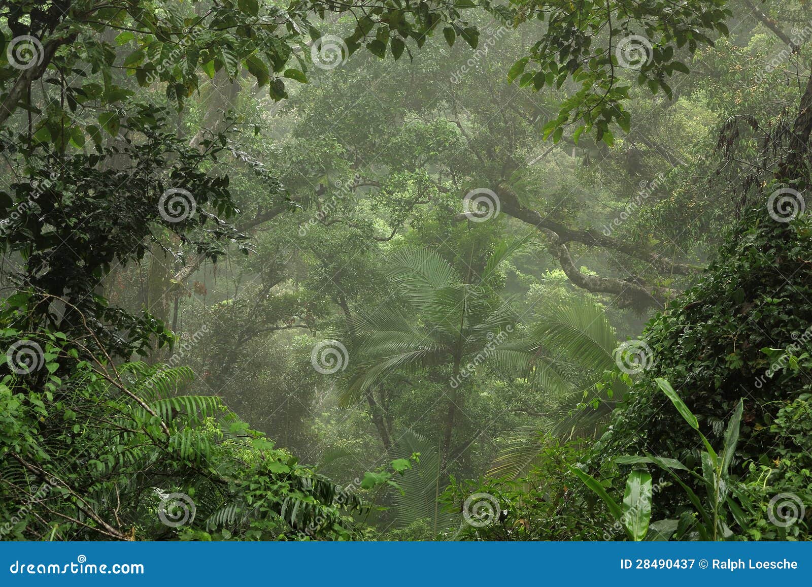 Rainforest stock image. Image of fresh, foliage, forest - 28490437