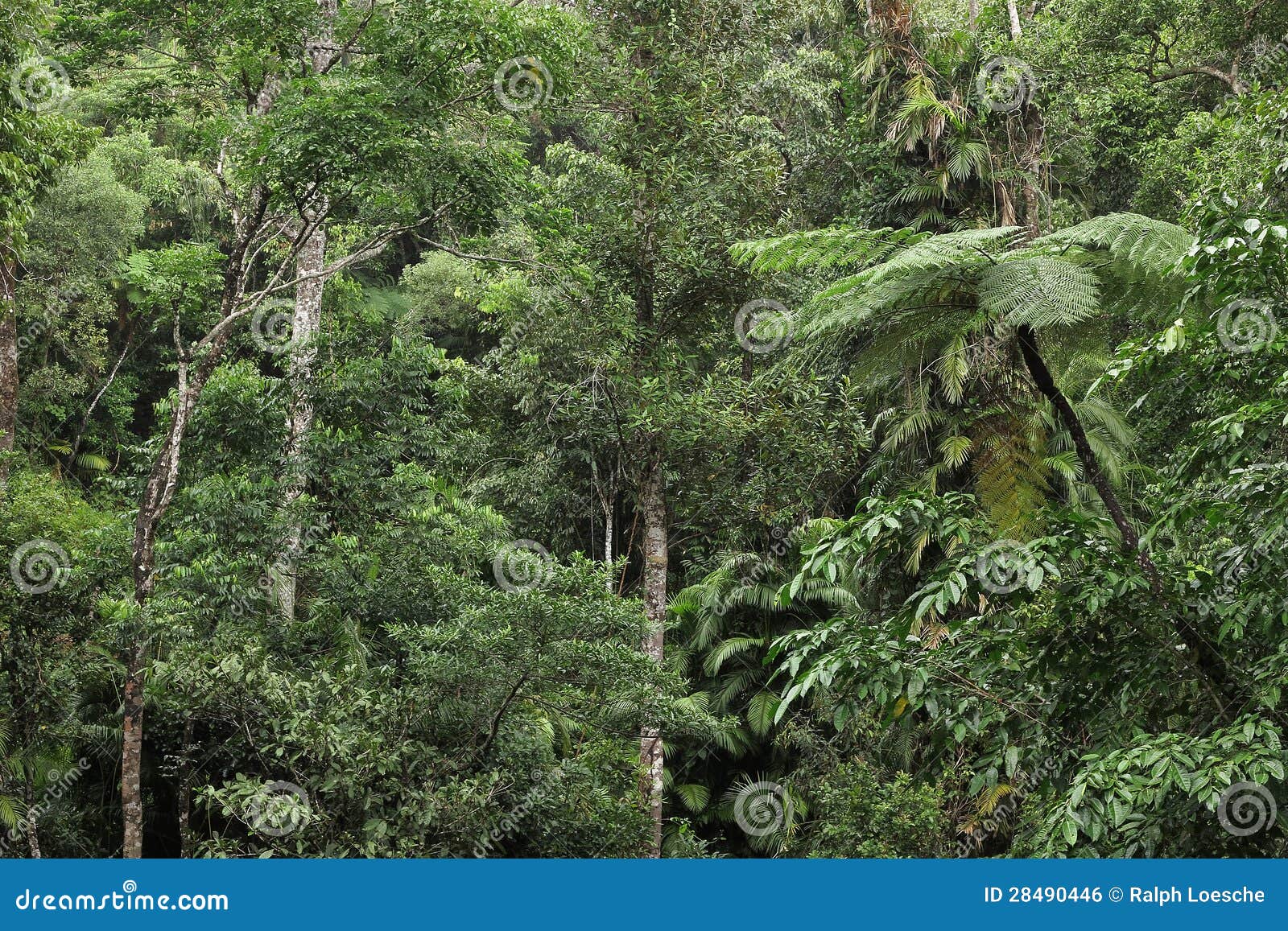 Rainforest stock photo. Image of dense, foliage, fresh - 28490446