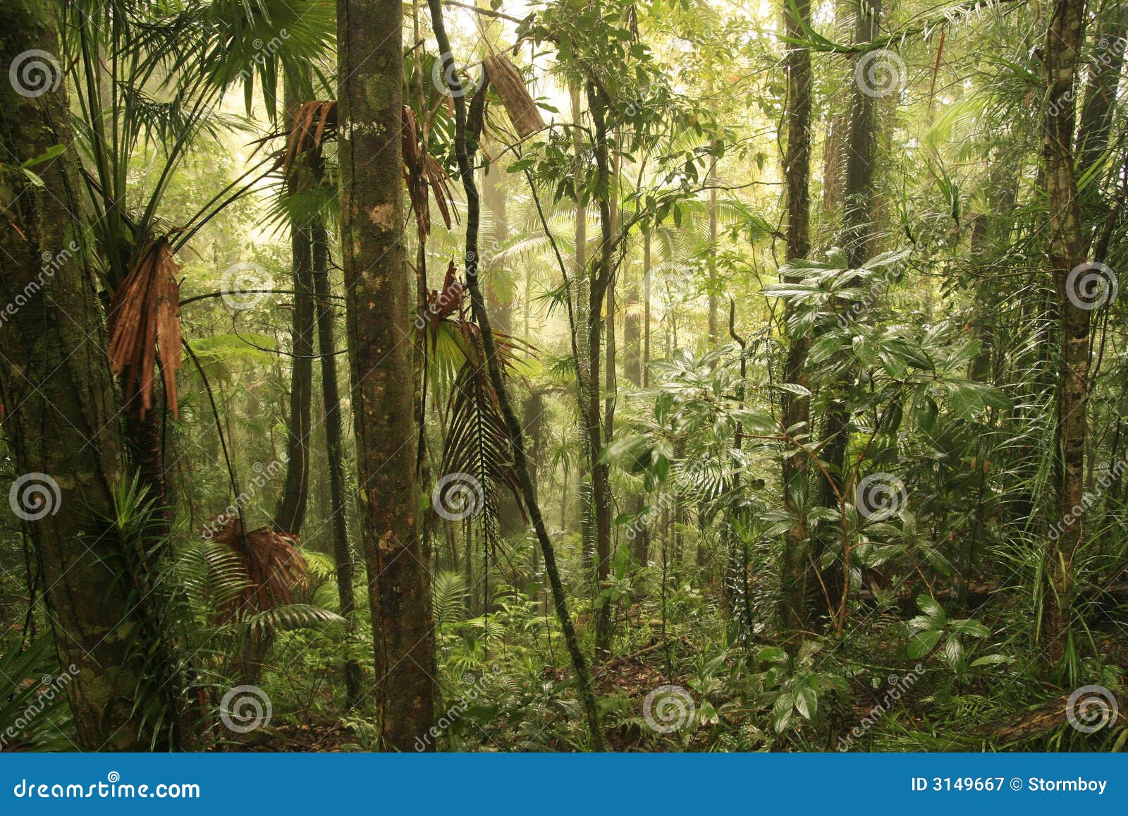 Rainforest stock image. Image of shrubland, ecosystem - 3149667