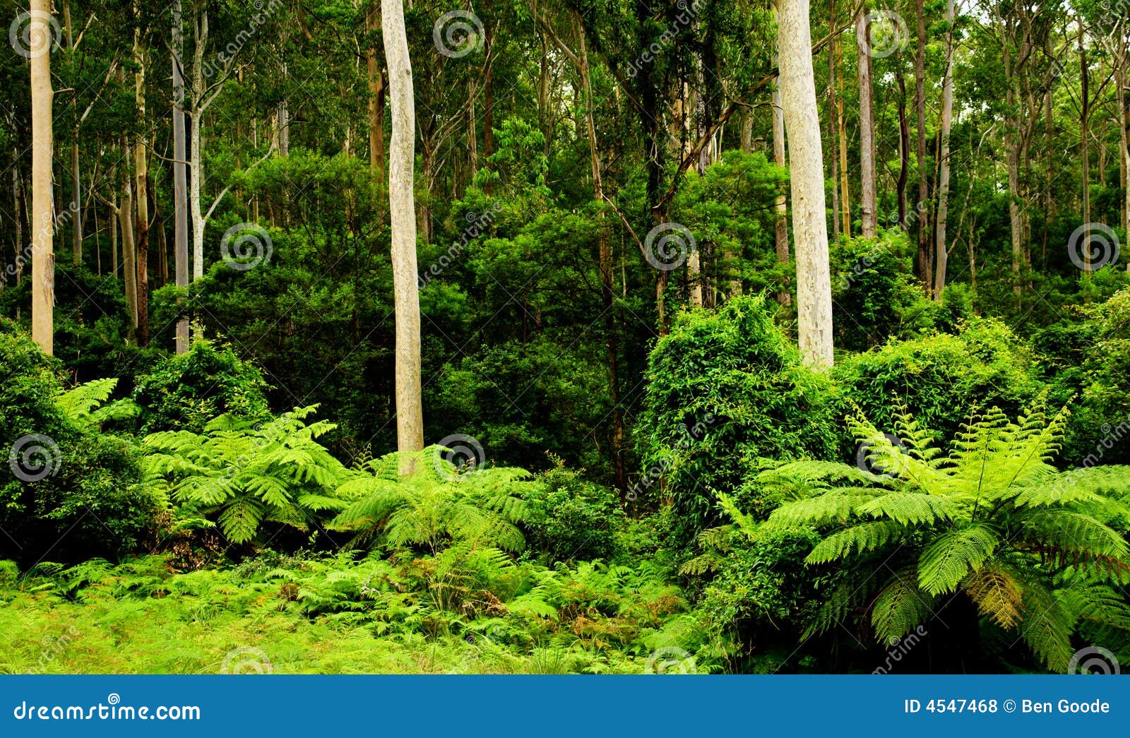 Rainforest stock photo. Image of nature, natural, australia - 4547468