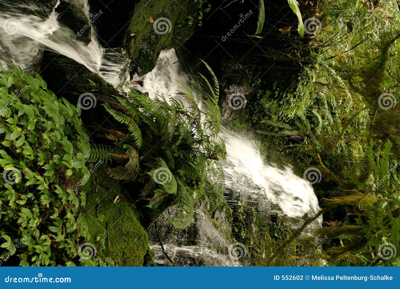 Rainforest stock photo. Image of forest, wilderness, green - 552602