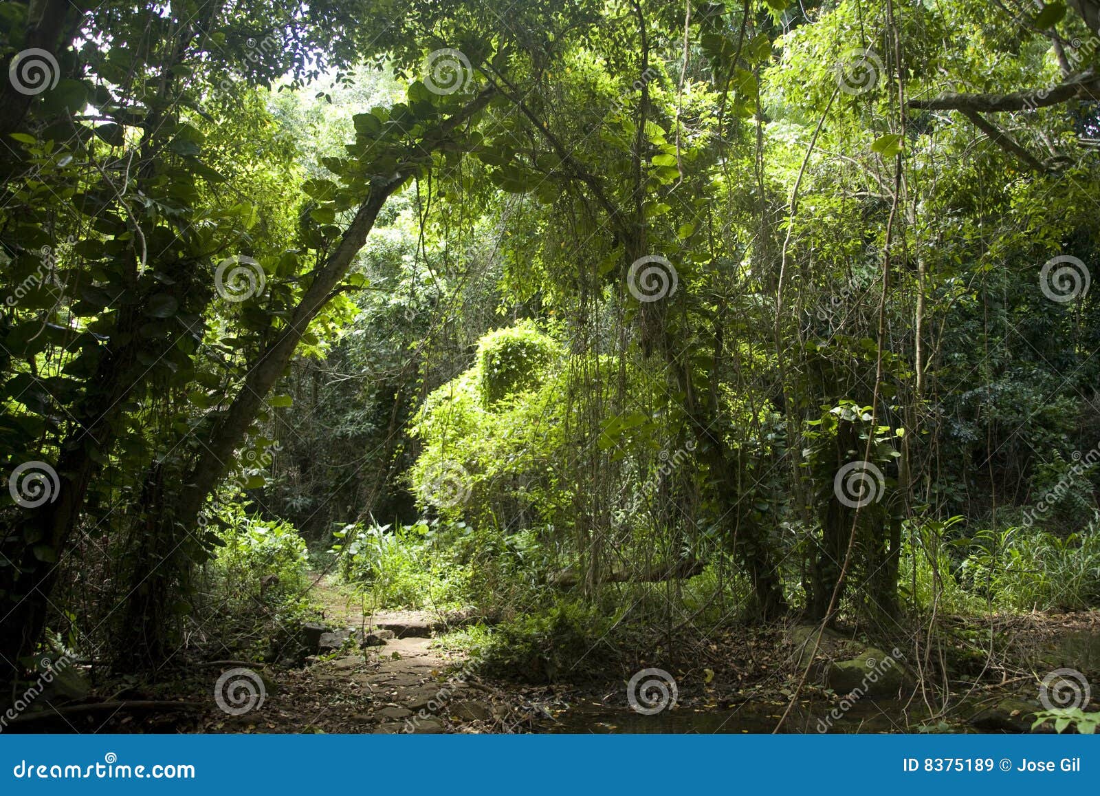 Rainforest stock image. Image of vines, hawaii, angle - 8375189