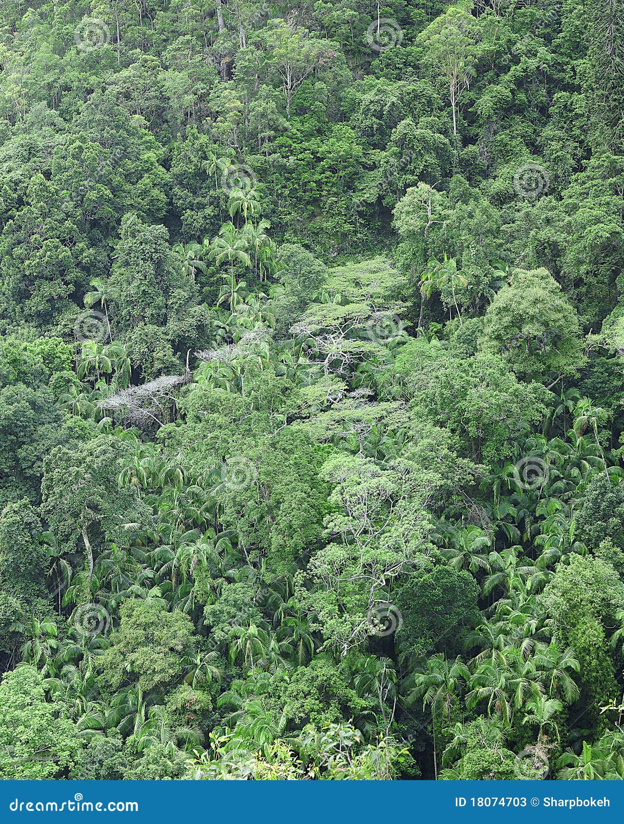 Rainforest from above stock image. Image of rainforest - 18074703