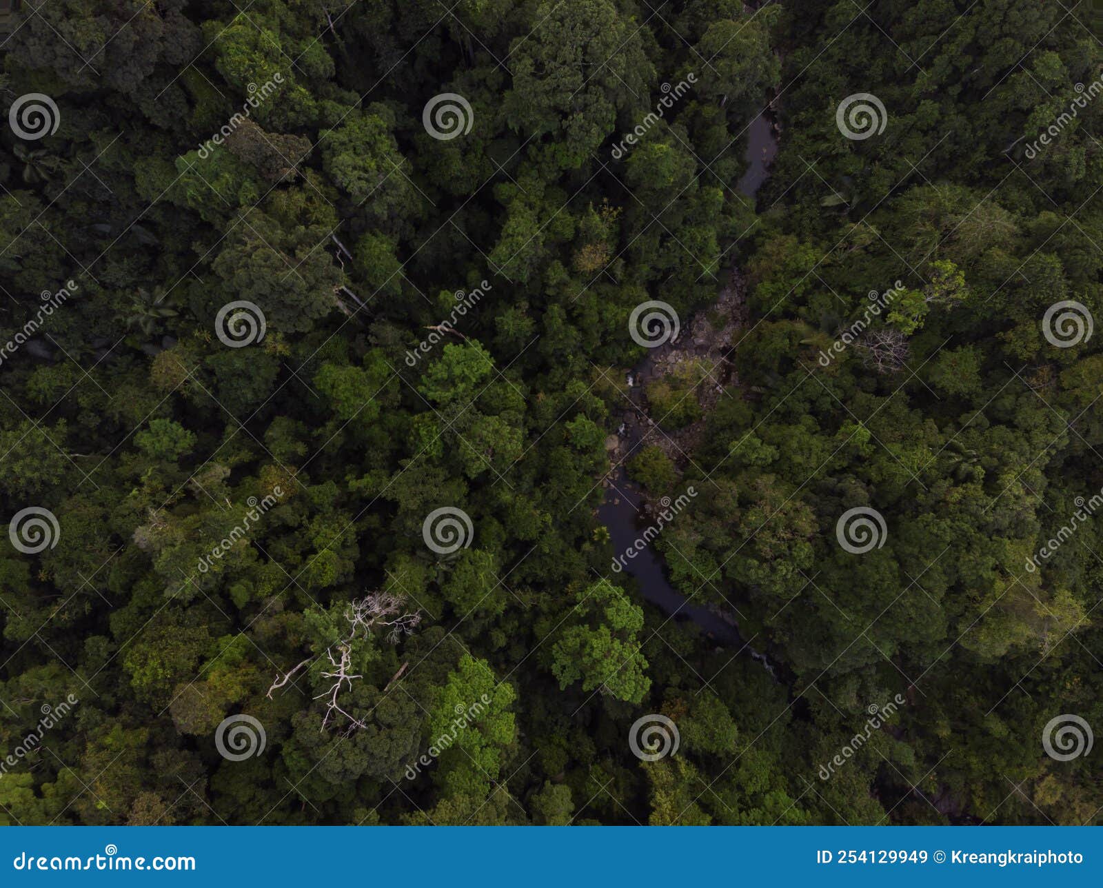 Rainforest aerial view stock image. Image of rainforest - 254129949