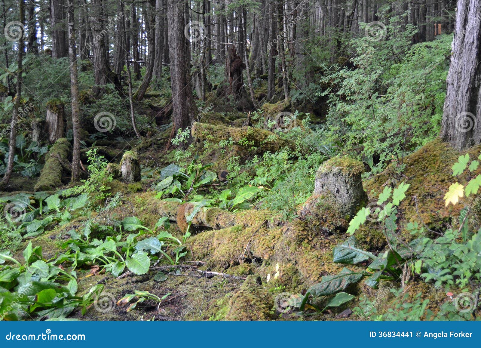 Rainforest in Alaska stock image. Image of conservation - 36834441