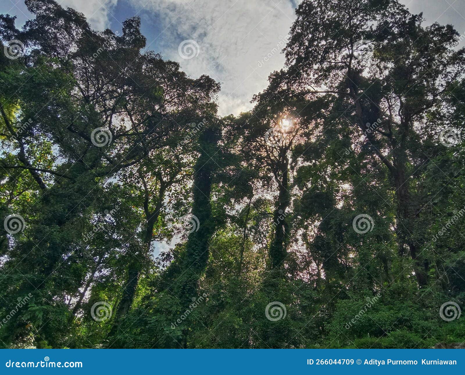 Rainforest in the Arjuna Mountains Stock Image - Image of autumn ...