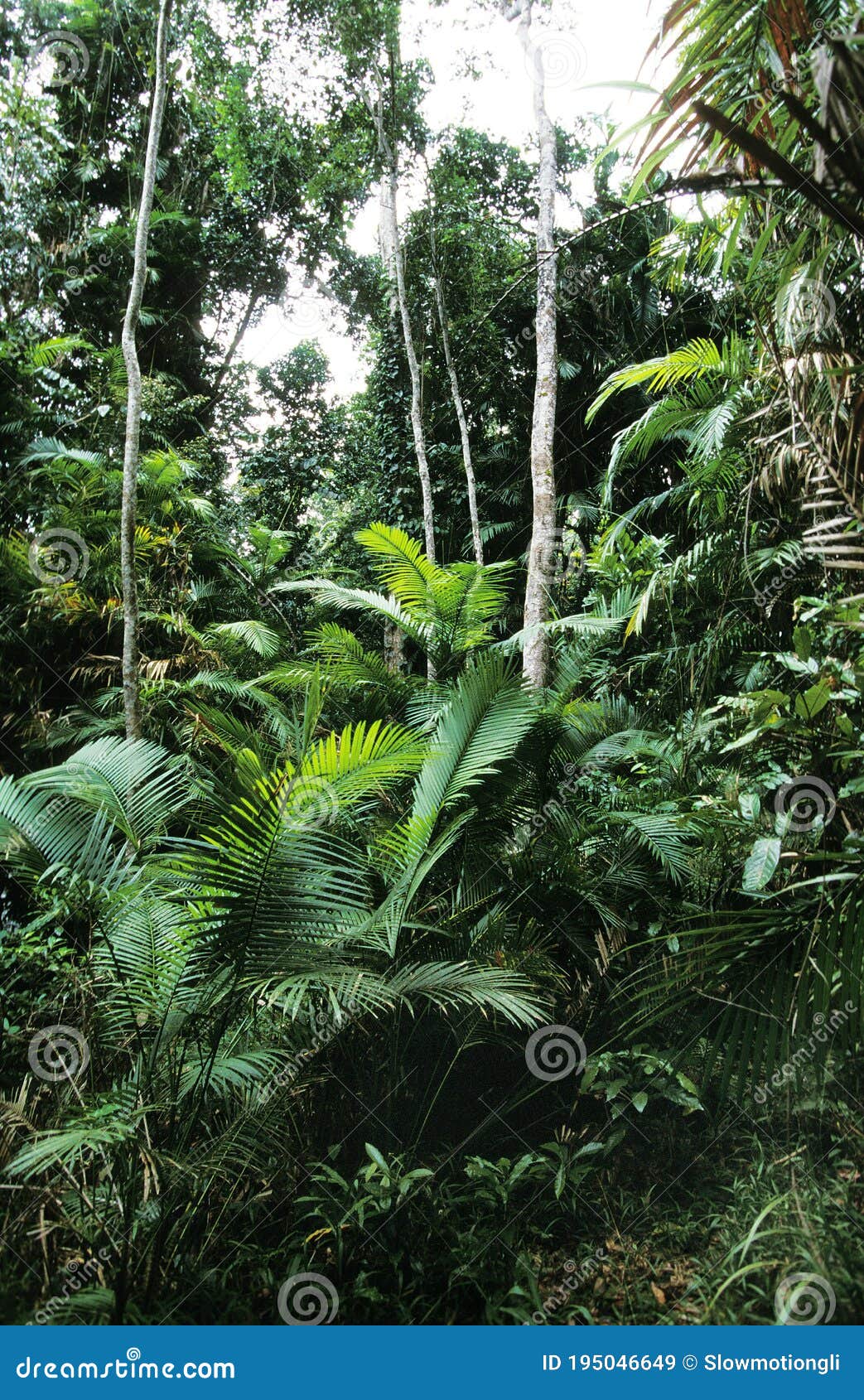 Rainforest in Australia stock image. Image of nature - 195046649