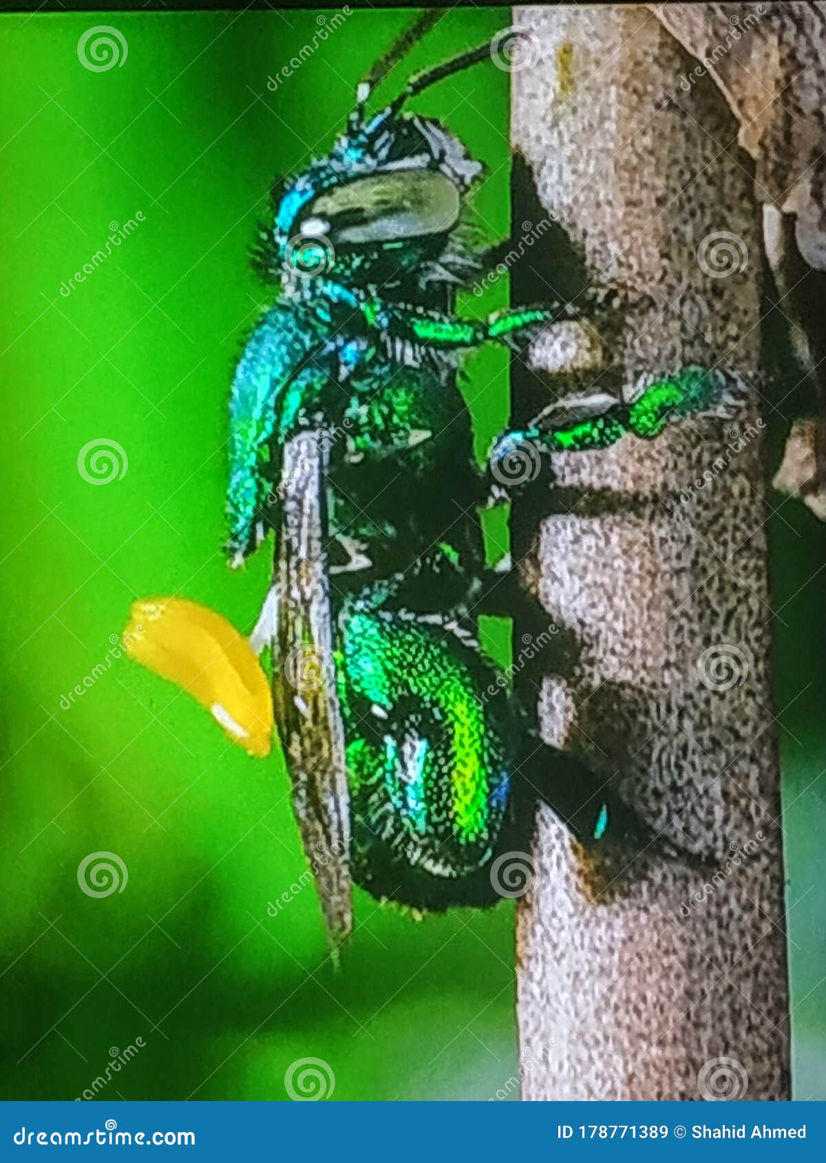 Rainforest Beatle, Insect on Tree, Green Insect, Greenery Stock Image ...