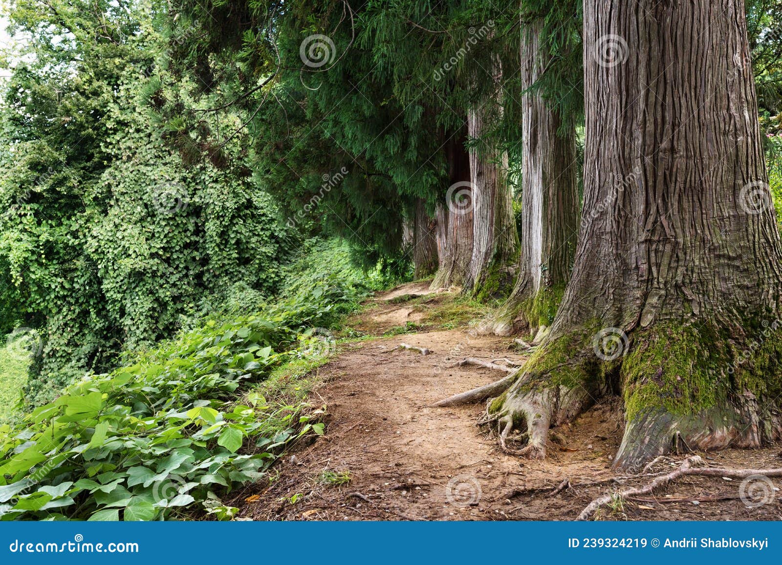 A Rainforest. Beautiful Trees, a Thick Forest Stock Image - Image of ...