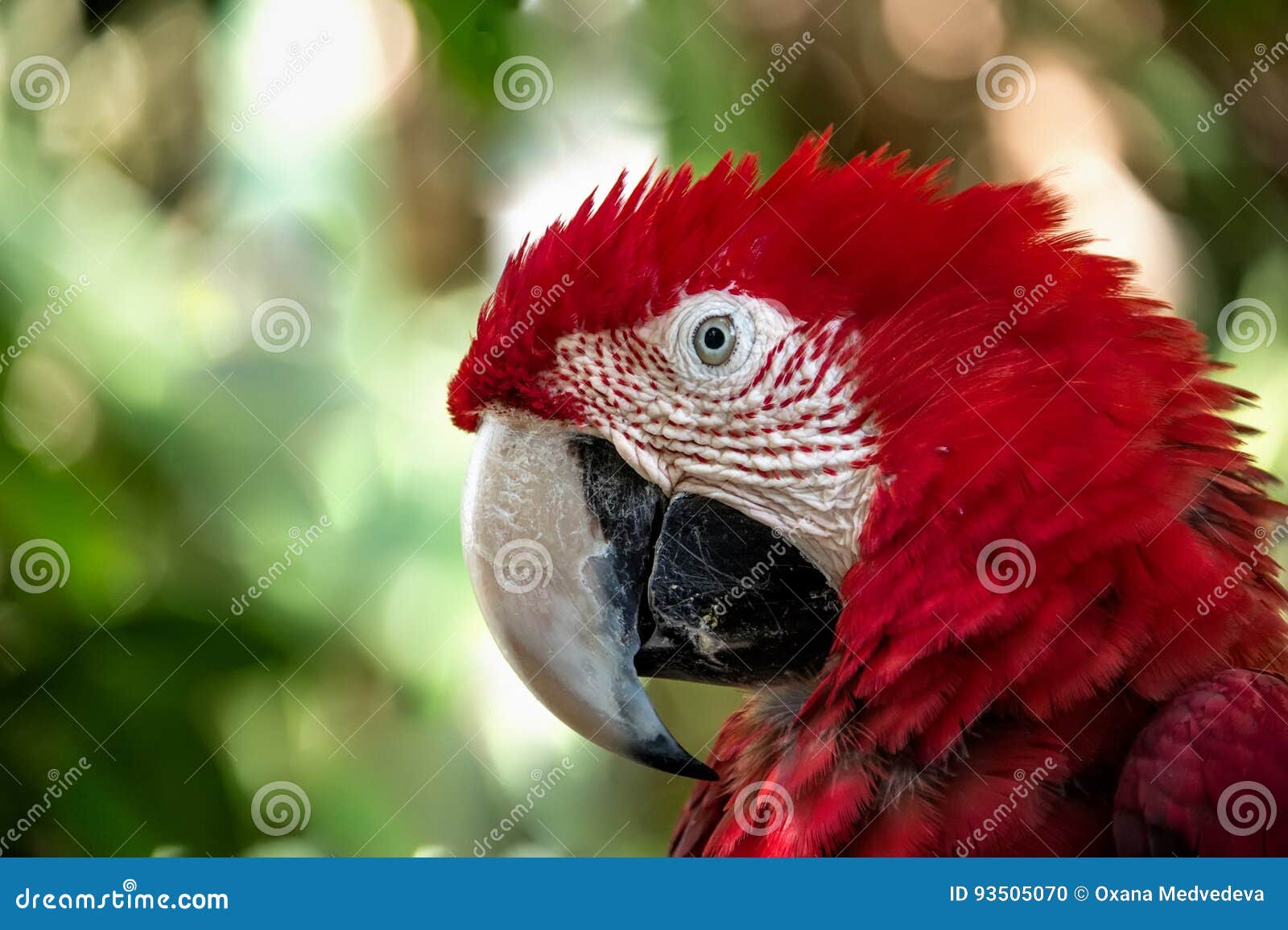 In the Rainforest the Big Red Parrot Macaw Close-up. the Horizontal ...