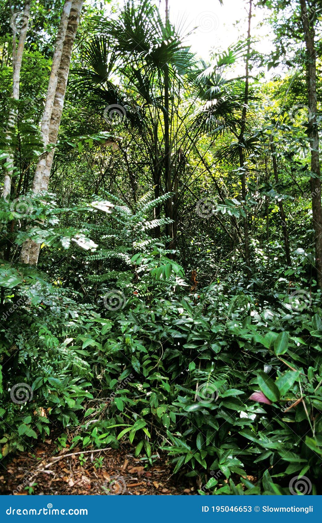 Rainforest in Brazil stock image. Image of outdoor, scenery - 195046653