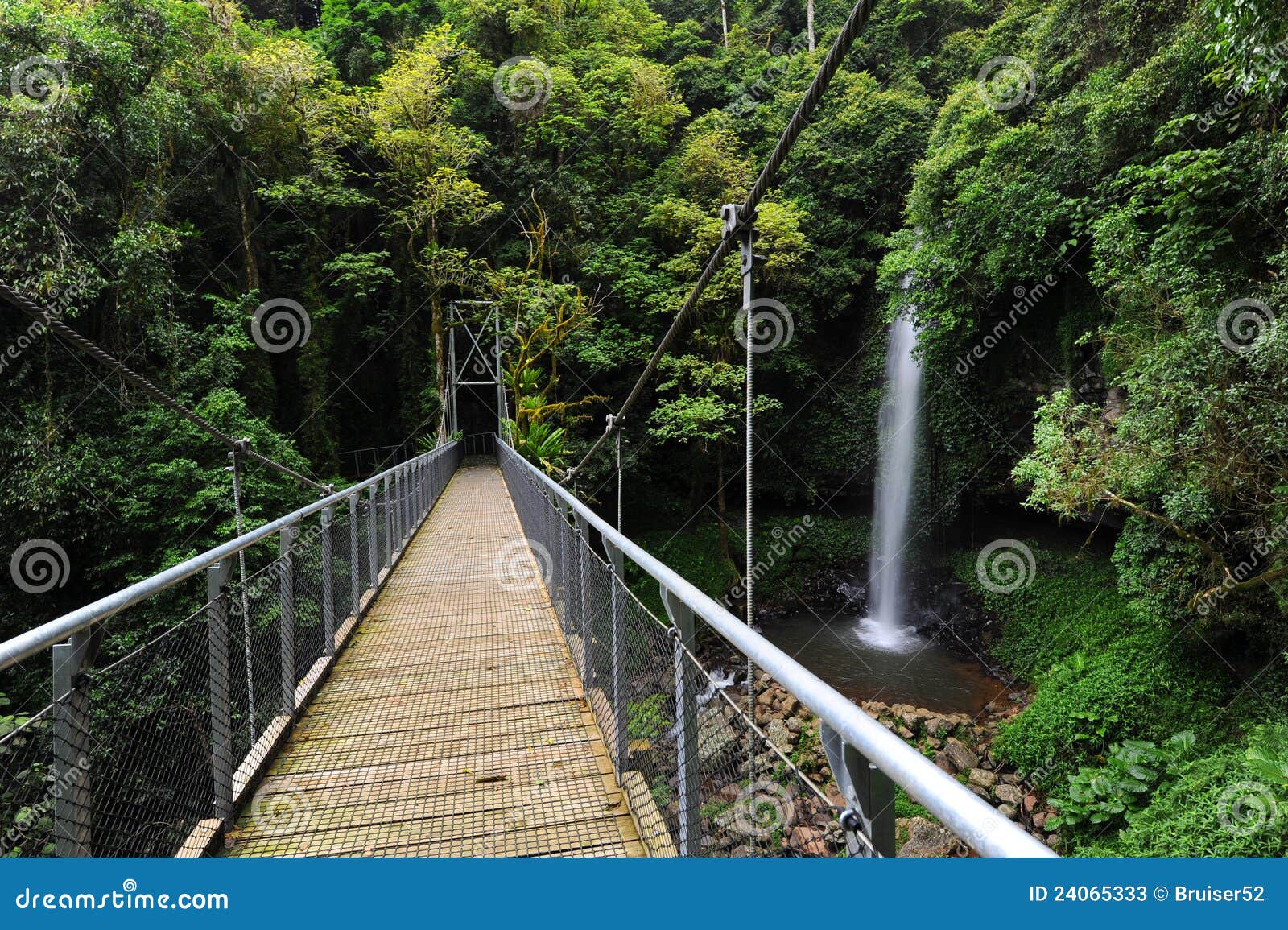 Rainforest and bridge stock image. Image of falls, exotic - 24065333