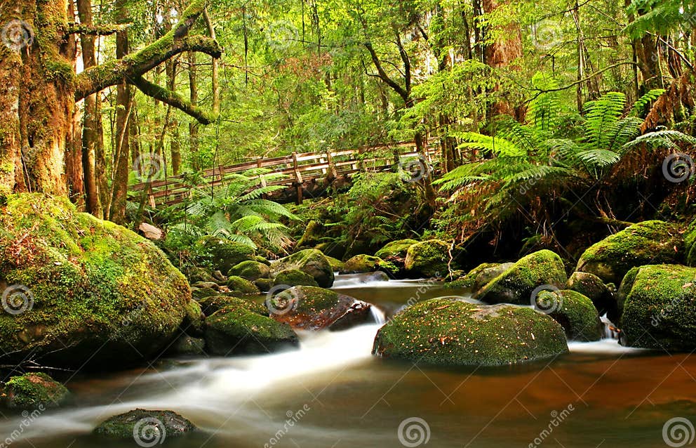 Rainforest Bridge stock image. Image of scenic, green - 2648279