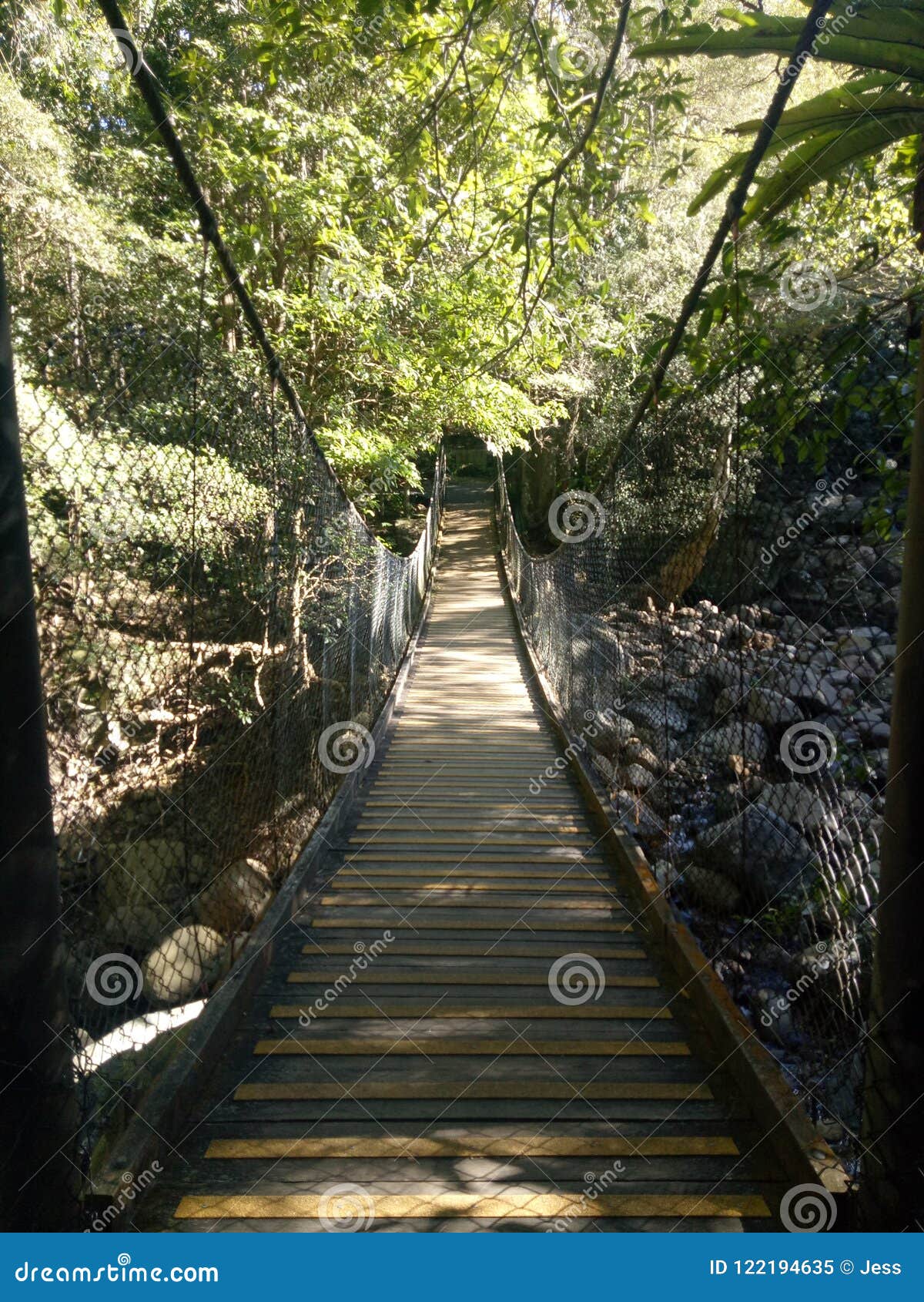 Bridge stock image. Image of bridge, rainforest, trees - 122194635