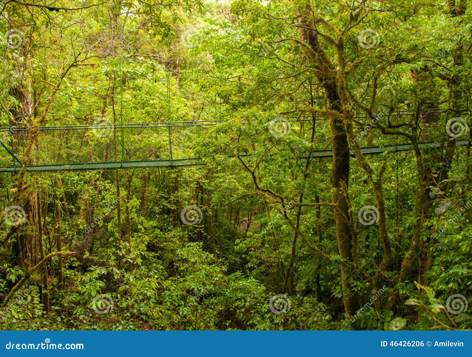 Rainforest bridge stock photo. Image of bridge, metal - 46426206