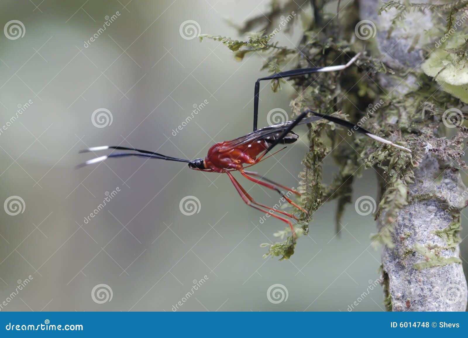Rainforest bug stock photo. Image of nature, tropical - 6014748