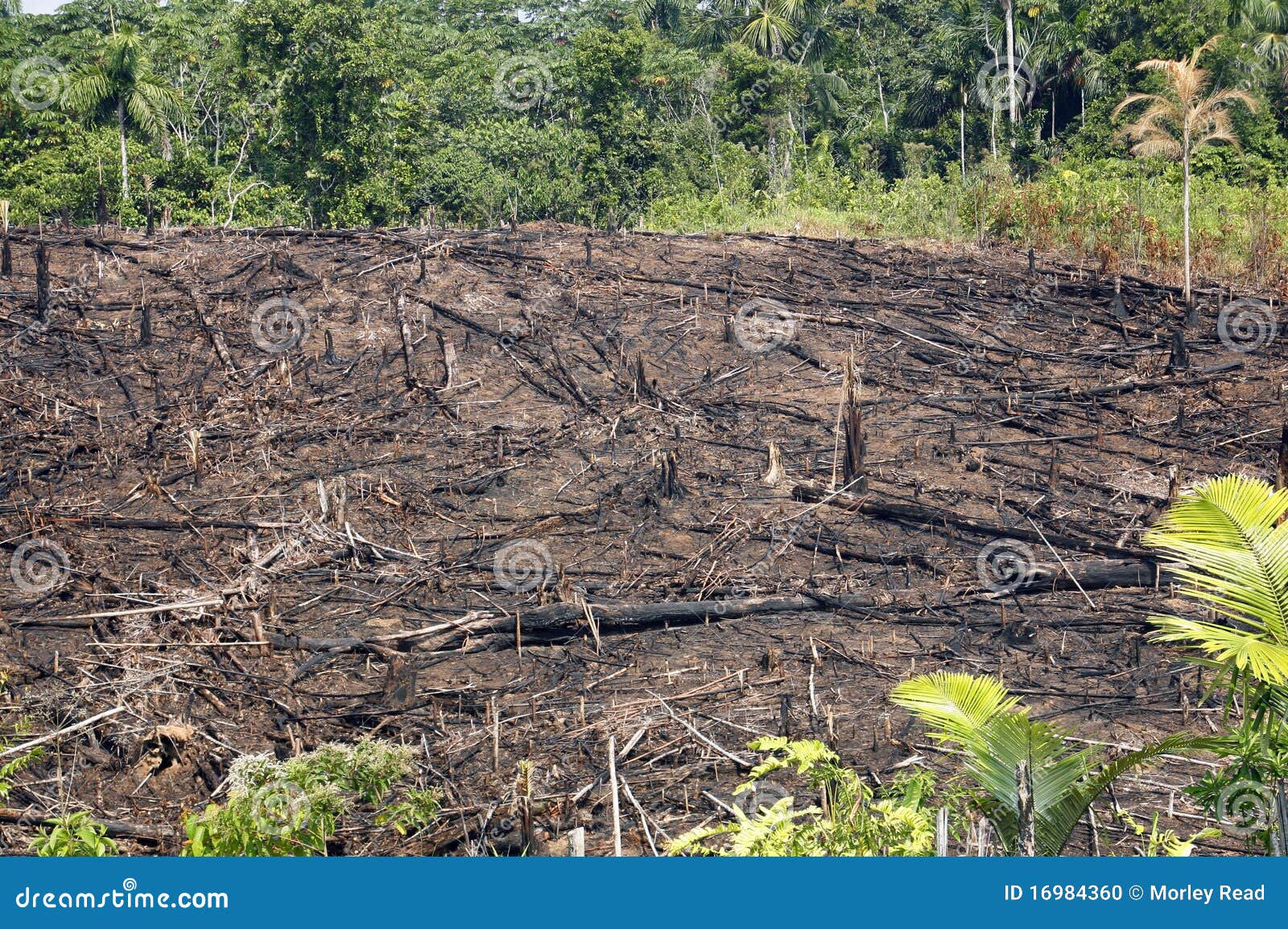 Rainforest Burned for Agriculture Stock Photo - Image of destruction ...