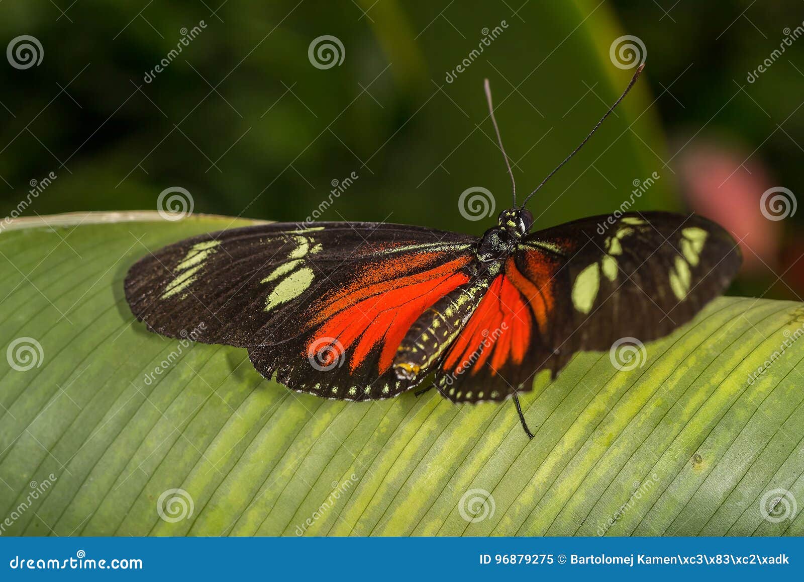 Rainforest Butterfly is Sitting on the Tree Leaf Stock Image - Image of ...